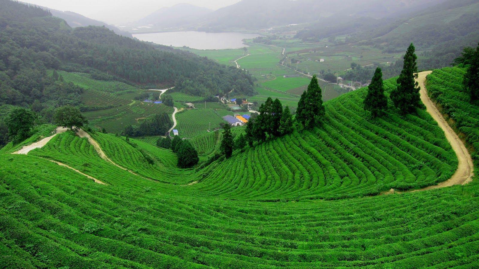 Tea Garden Wallpapers - Top Free Tea Garden Backgrounds - WallpaperAccess
