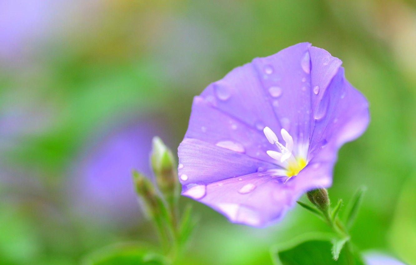 Morning Glory Wallpapers - Top Free Morning Glory Backgrounds ...