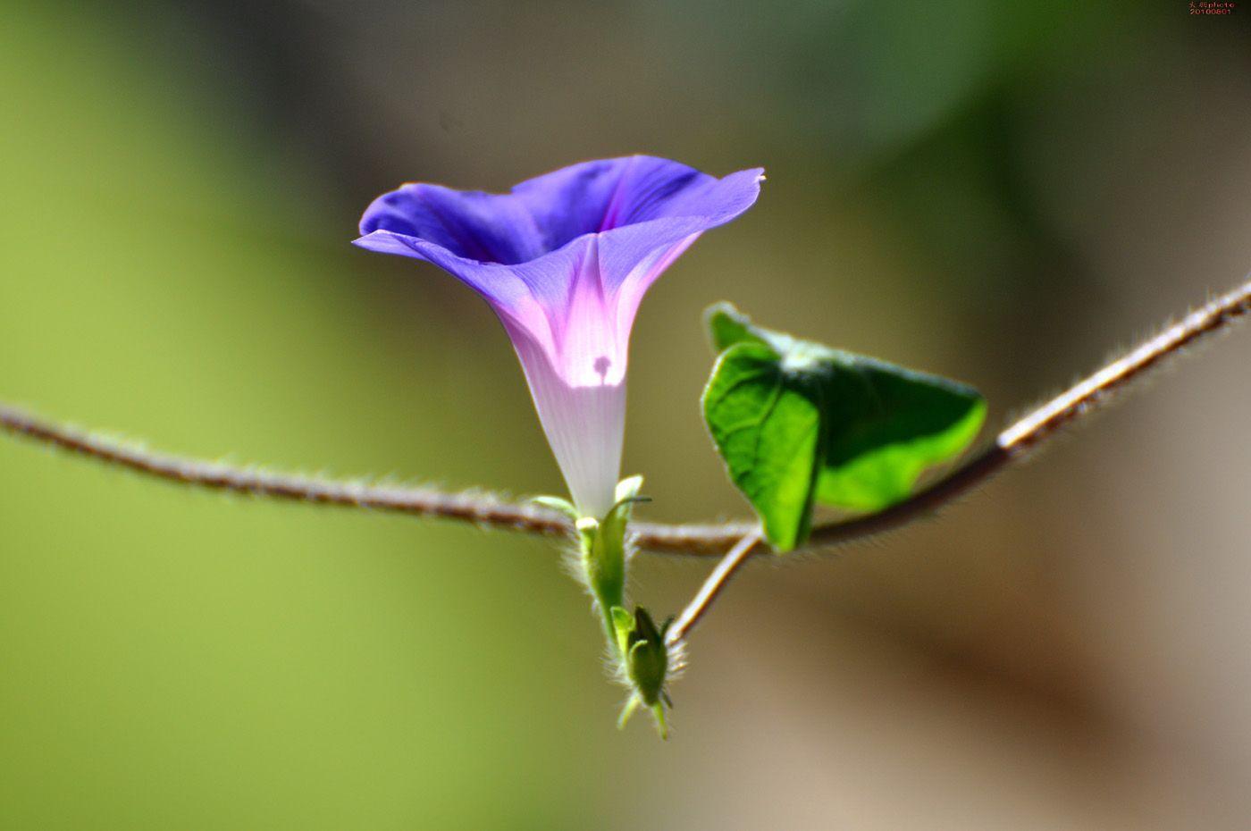 Morning Glory Wallpapers - Top Free Morning Glory Backgrounds ...