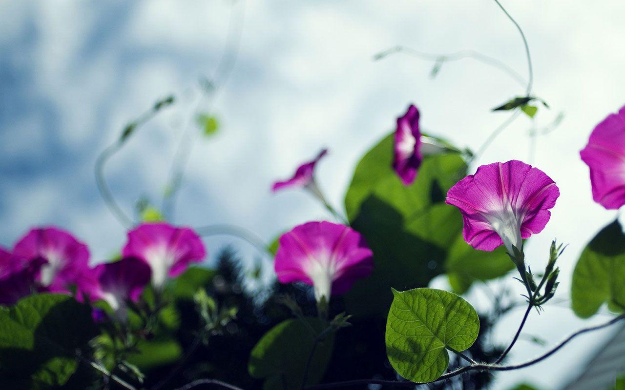 Morning Glory Wallpapers - Top Free Morning Glory Backgrounds ...