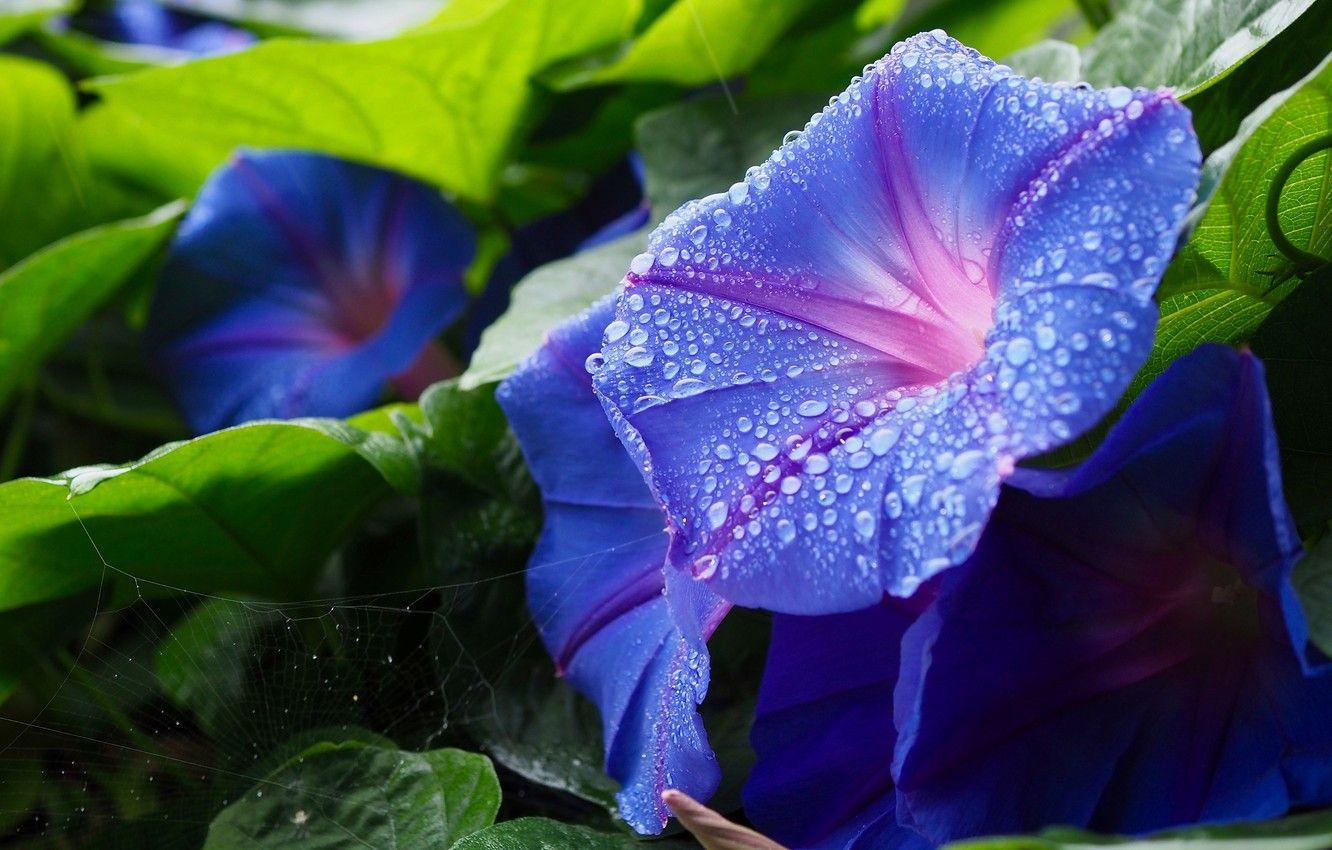Morning Glory Wallpapers - Top Free Morning Glory Backgrounds ...