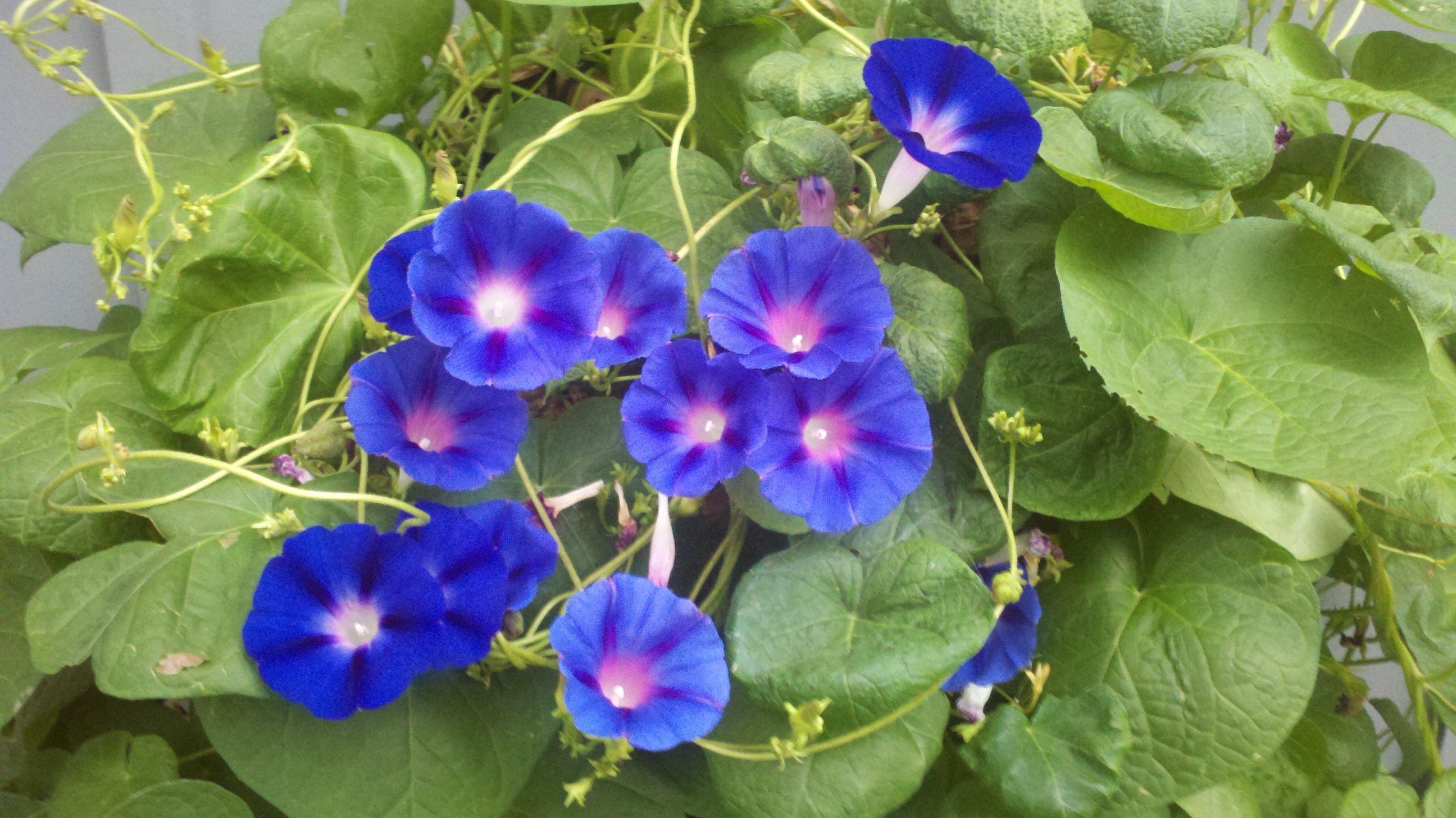Morning Glory Wallpapers - Top Free Morning Glory Backgrounds ...