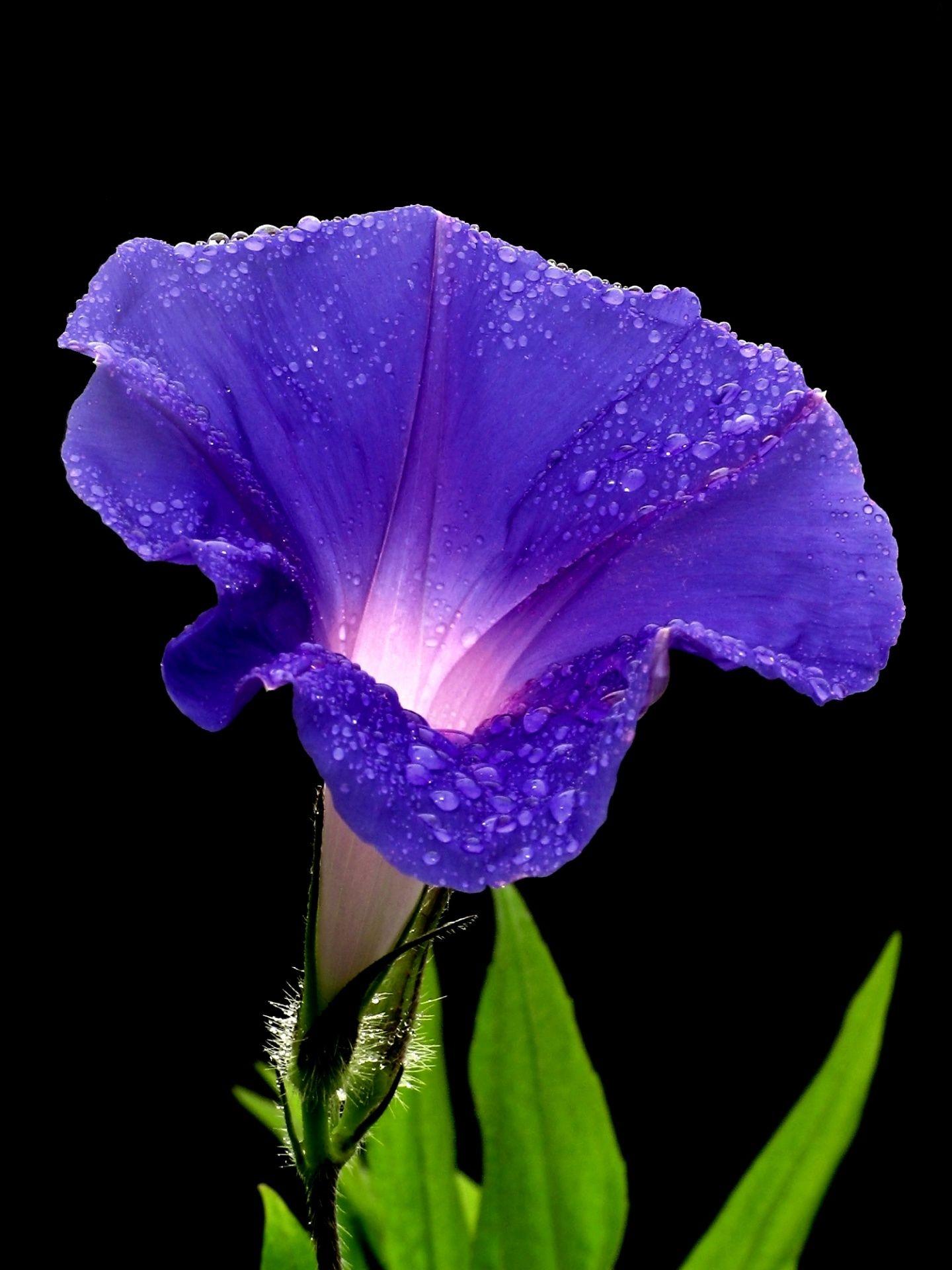 Morning Glory Wallpapers - Top Free Morning Glory Backgrounds ...