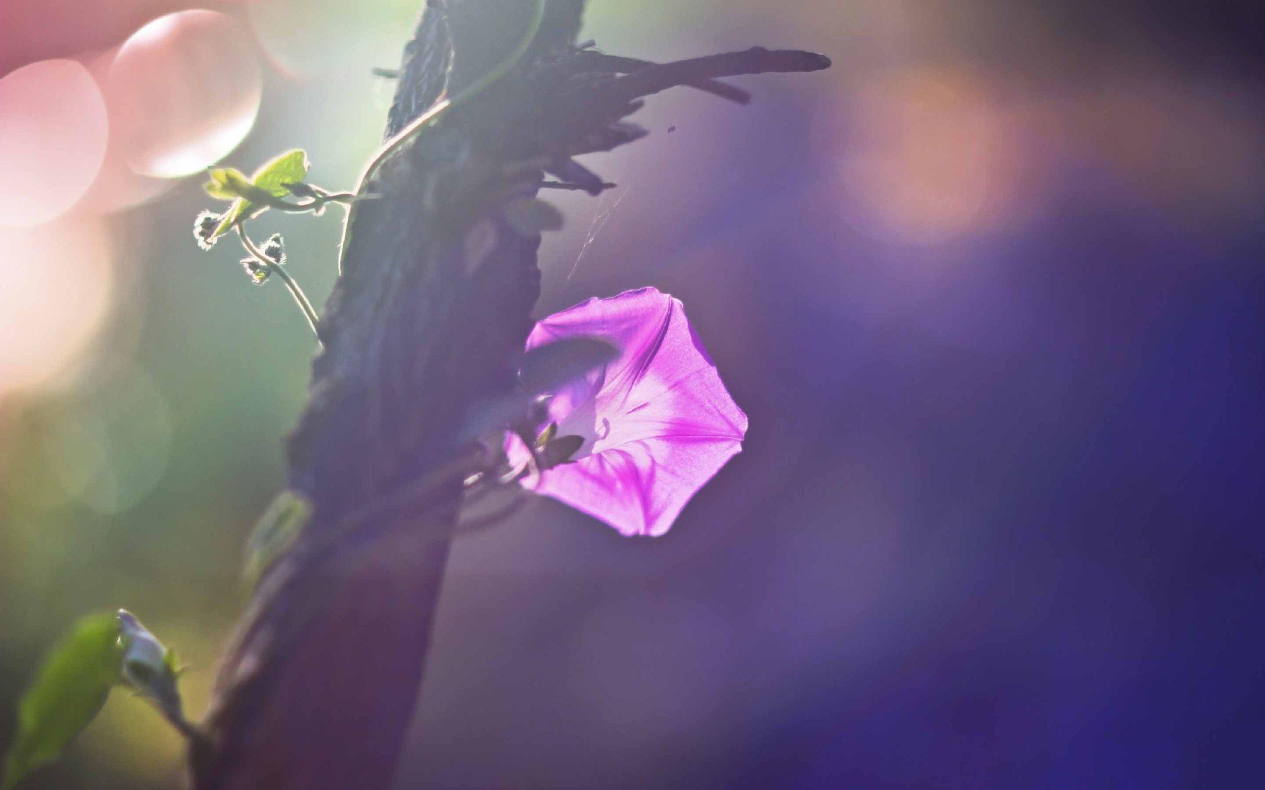 Morning Glory Wallpapers - Top Free Morning Glory Backgrounds ...