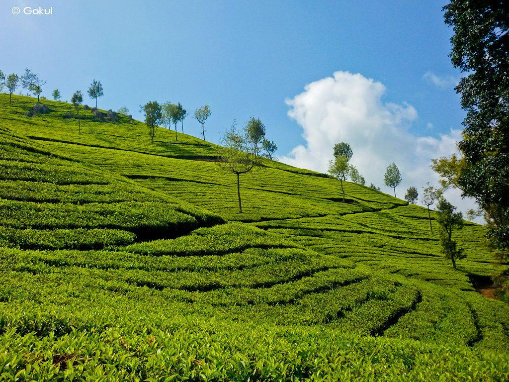 Tea Garden Wallpapers - Top Free Tea Garden Backgrounds - WallpaperAccess