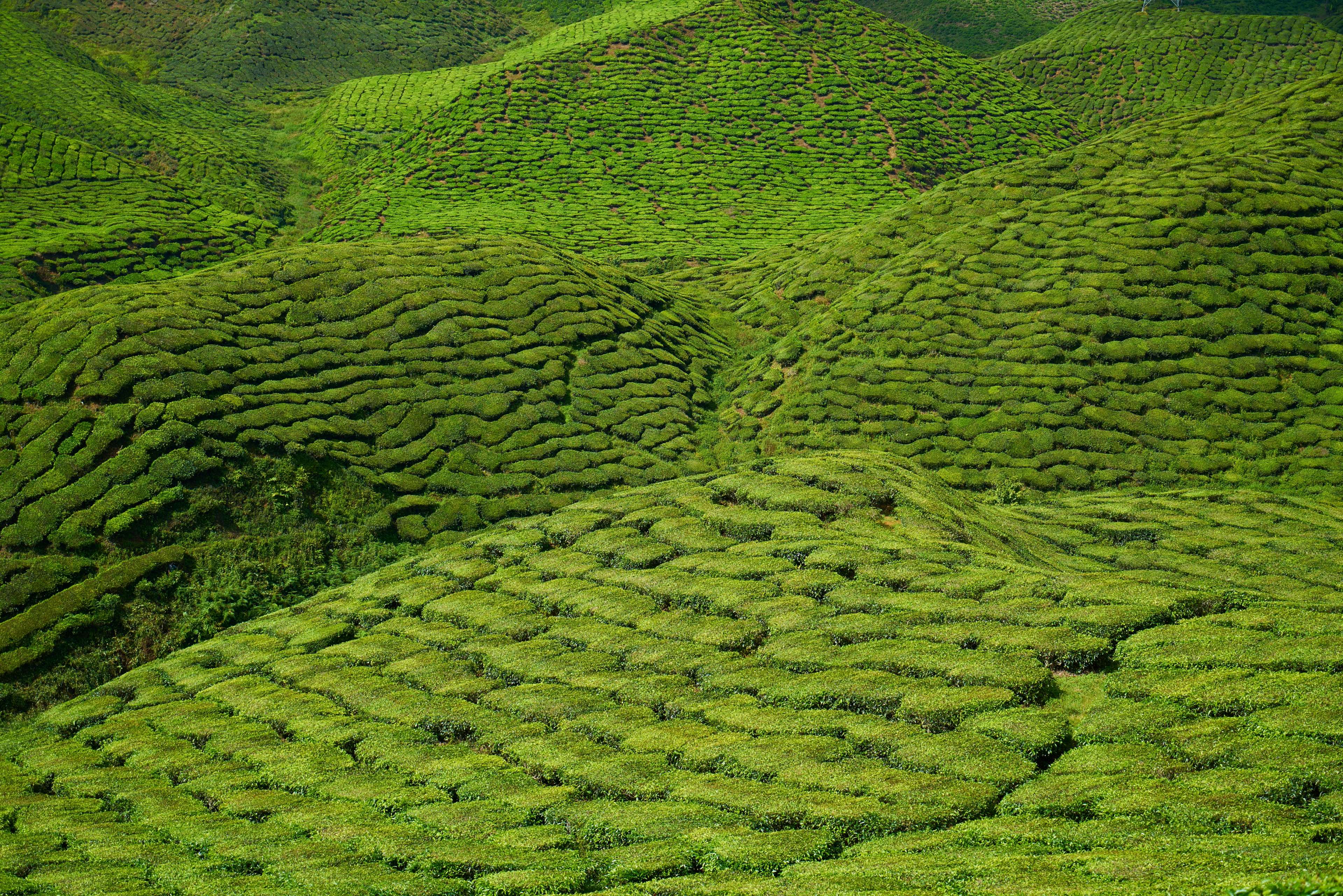 Tea Garden Wallpapers - Top Free Tea Garden Backgrounds - WallpaperAccess