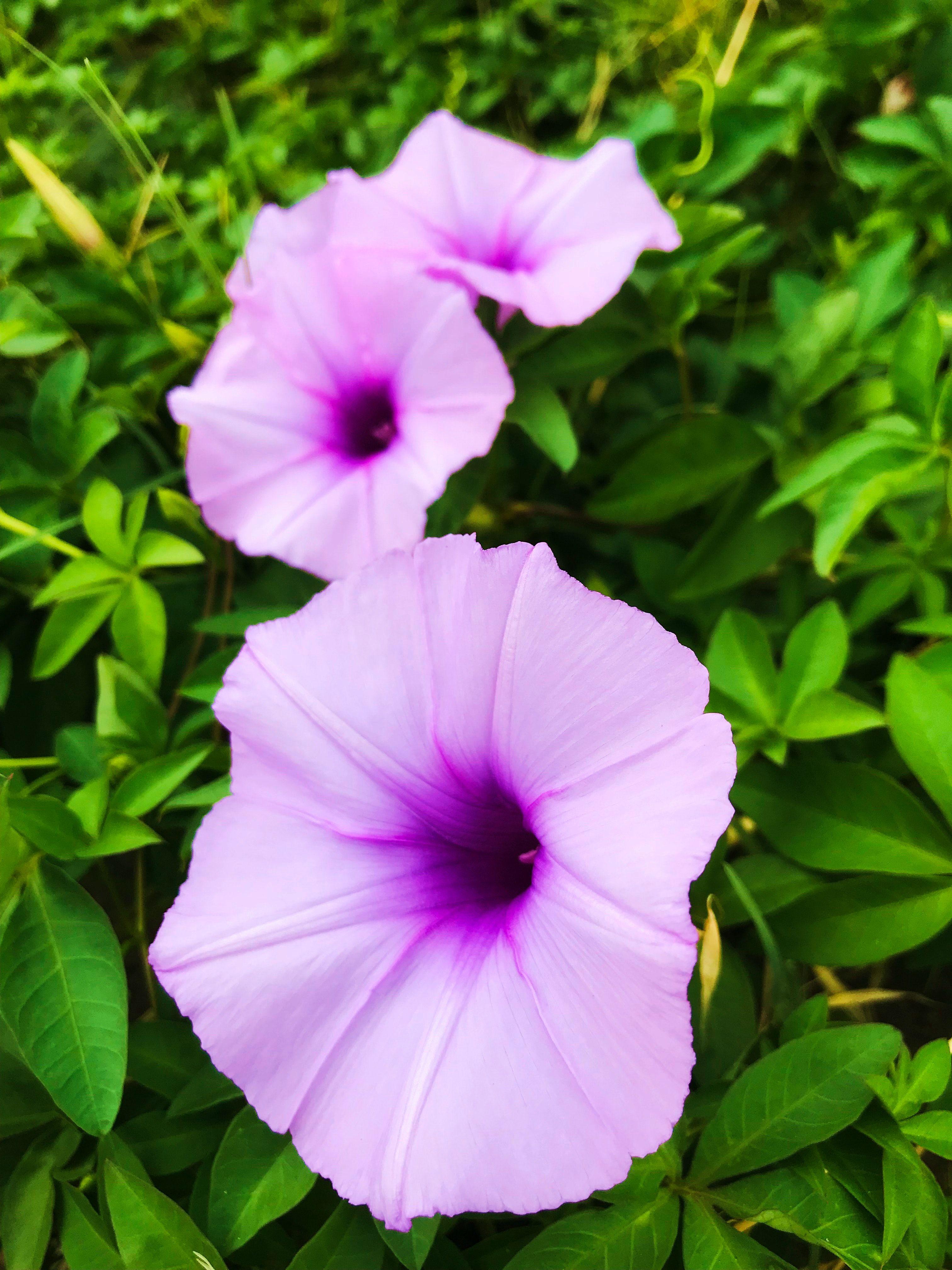 Morning Glory Wallpapers - Top Free Morning Glory Backgrounds ...