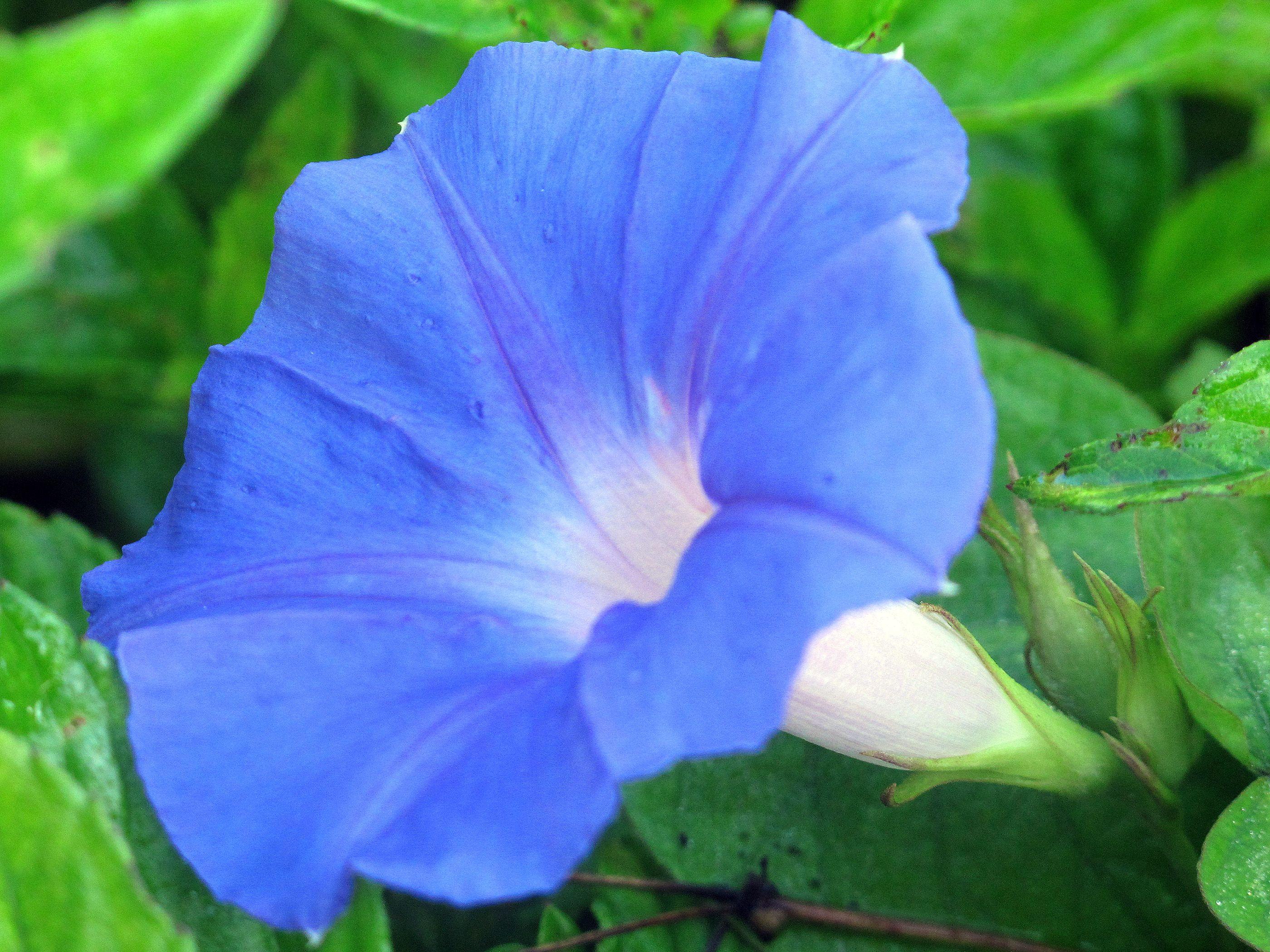 Morning Glory Wallpapers - Top Free Morning Glory Backgrounds ...