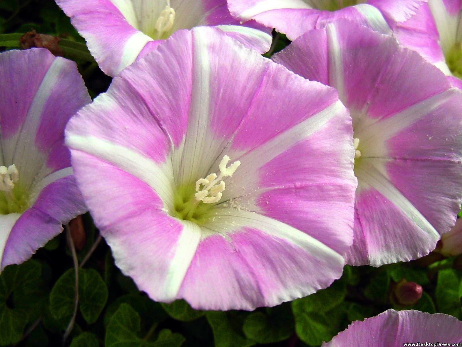 Morning Glory Wallpapers - Top Free Morning Glory Backgrounds ...