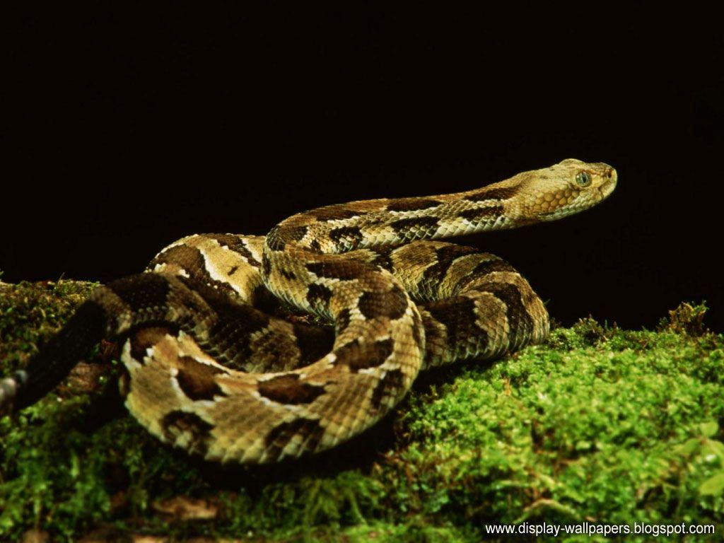 HD Snake Wallpapers - Top Free HD Snake Backgrounds - WallpaperAccess