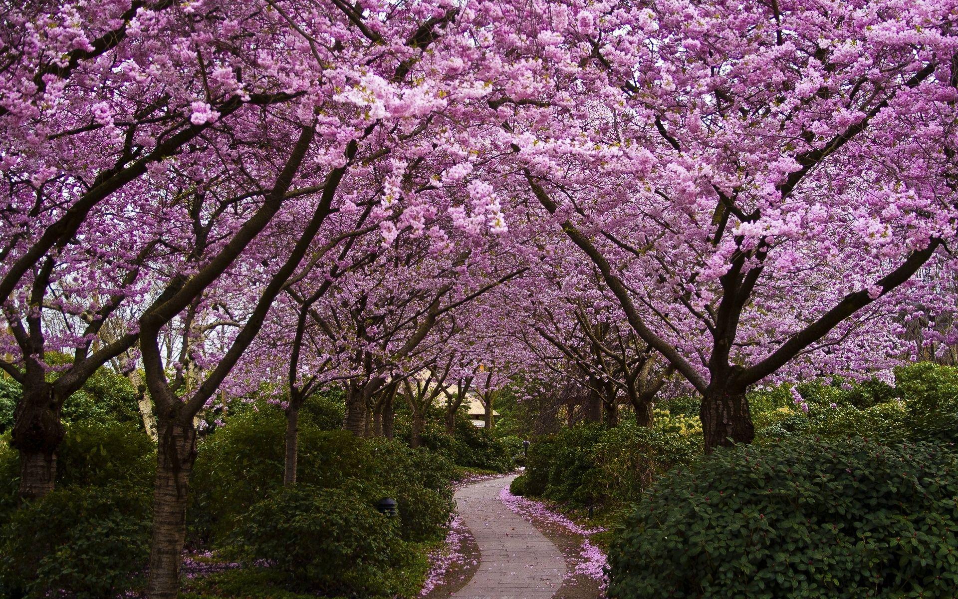 Cherry Blossom Garden Wallpapers - Top Free Cherry Blossom Garden ...