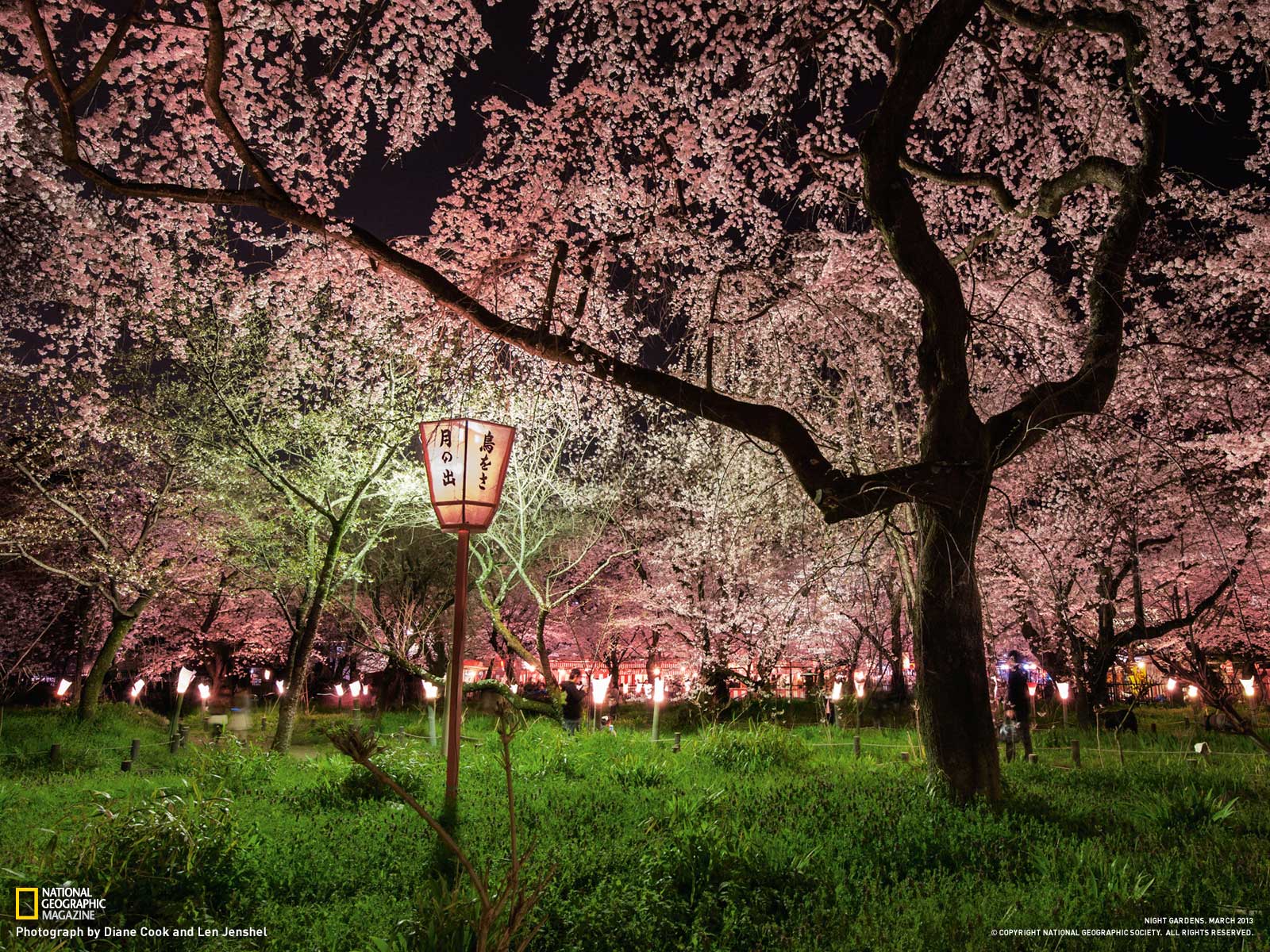 Cherry Blossom Garden Wallpapers - Top Free Cherry Blossom Garden ...