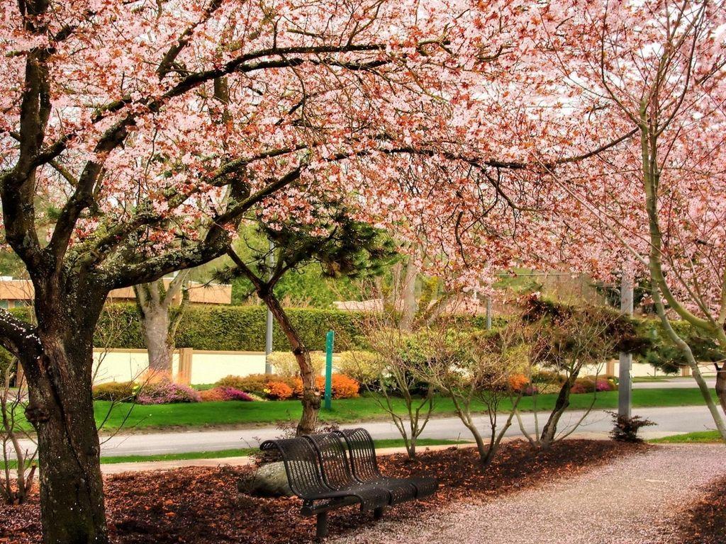 Cherry Blossom Garden Wallpapers - Top Free Cherry Blossom Garden ...