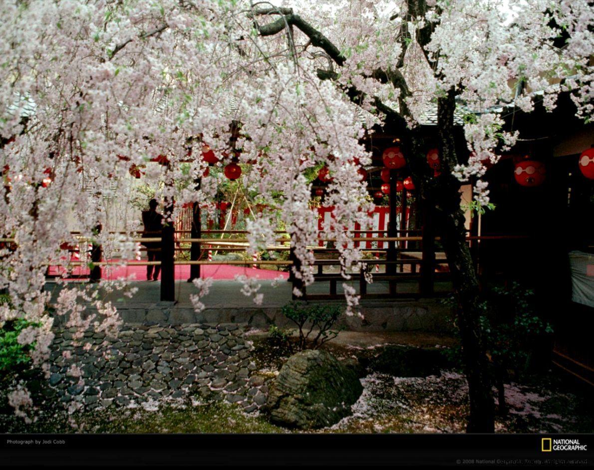 Cherry Blossom Garden Wallpapers - Top Free Cherry Blossom Garden ...