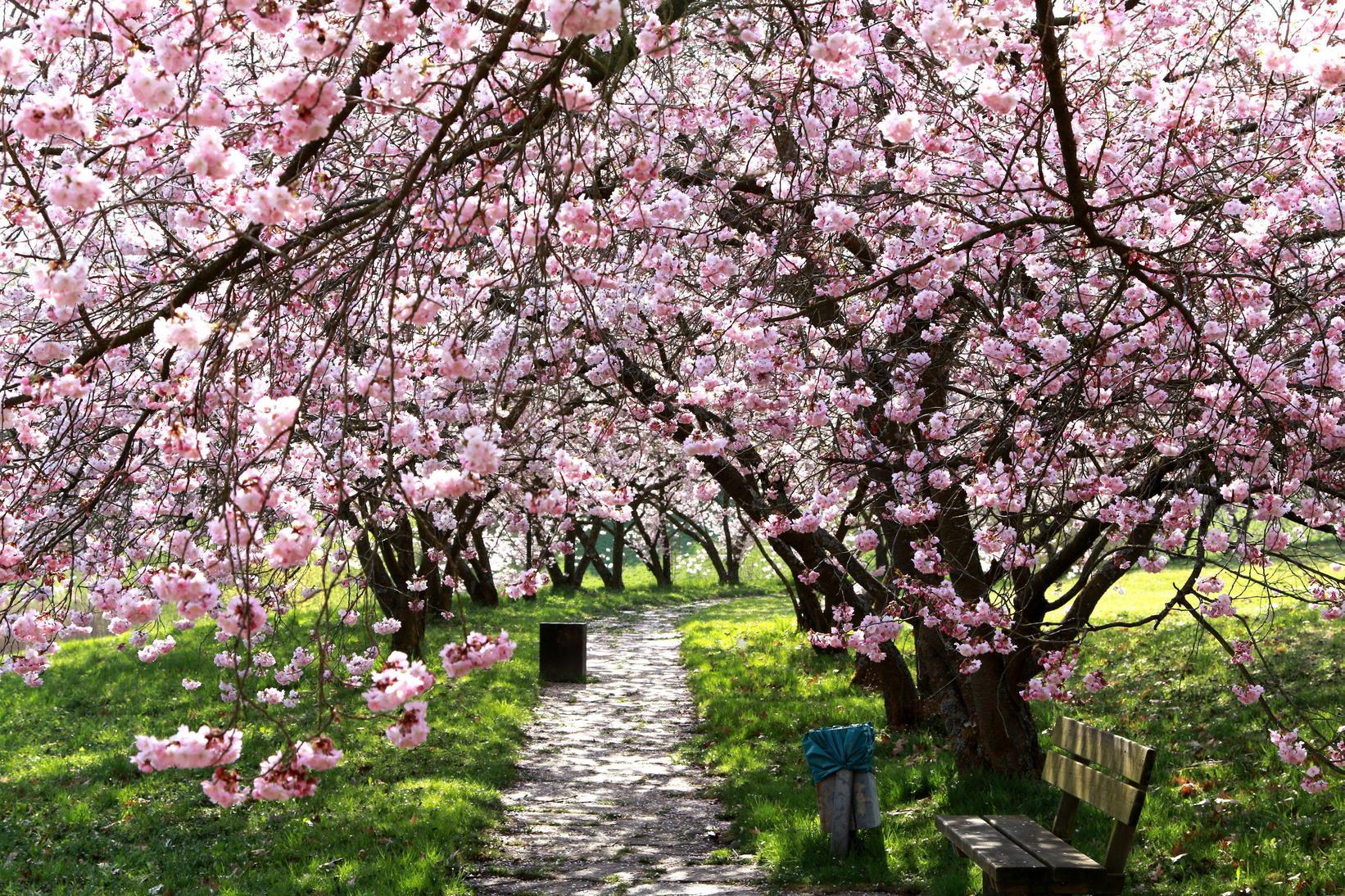 Cherry Blossom Garden Wallpapers - Top Free Cherry Blossom Garden ...