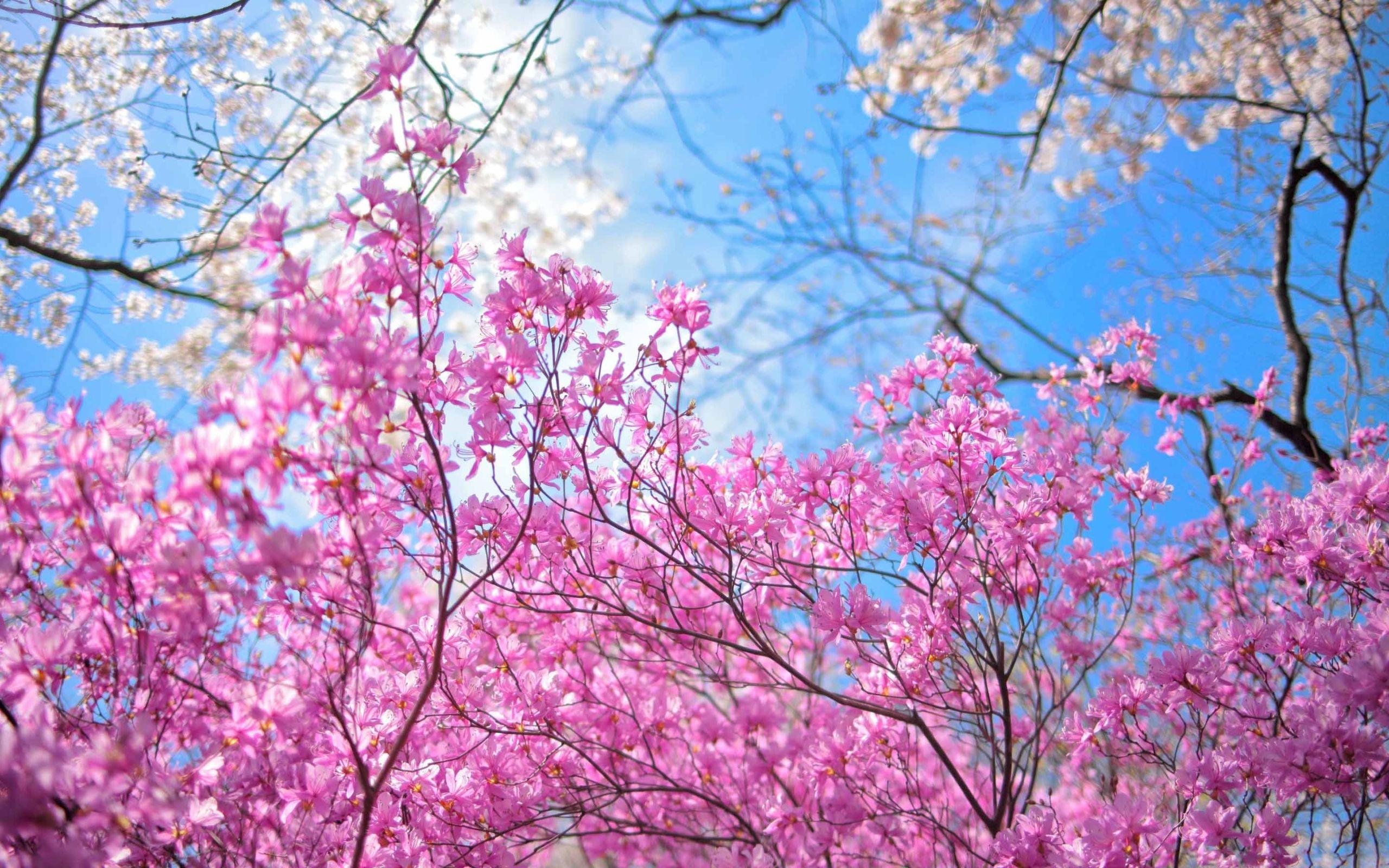 Happy Spring Wallpapers - Top Free Happy Spring Backgrounds ...