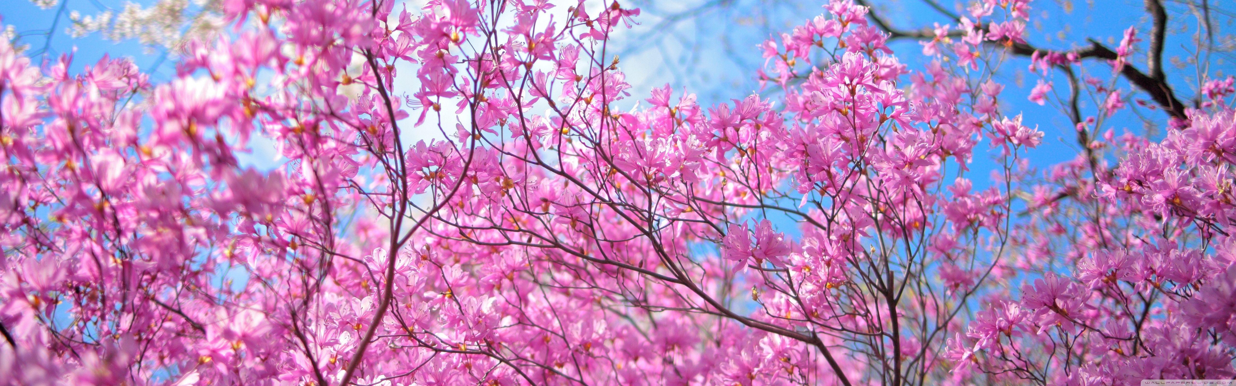 Happy Spring Wallpapers - Top Free Happy Spring Backgrounds ... Happy Spring Wallpapers - Top Free Happy Spring Backgrounds ...