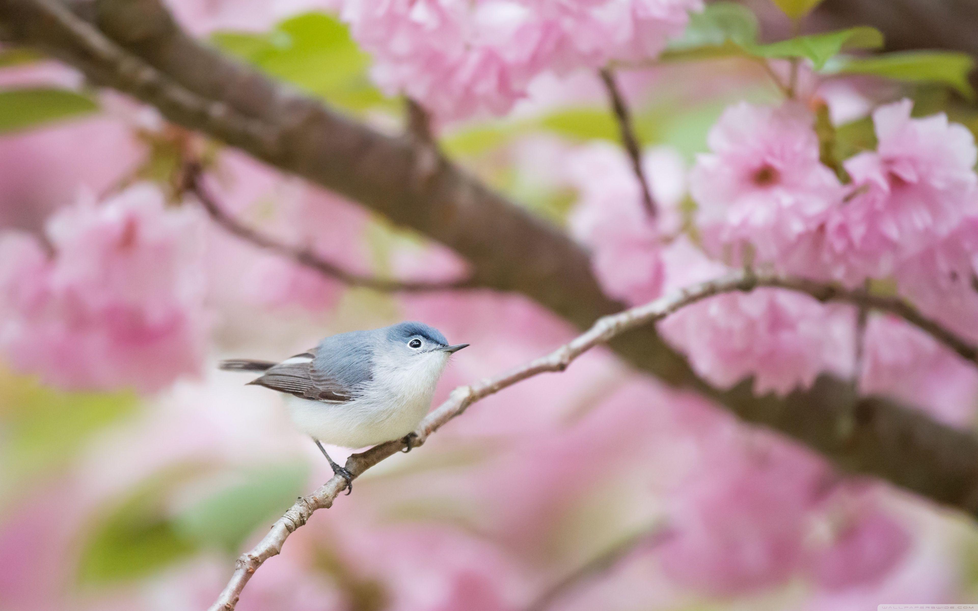 Spring Birds Wallpapers - Top Free Spring Birds Backgrounds ...