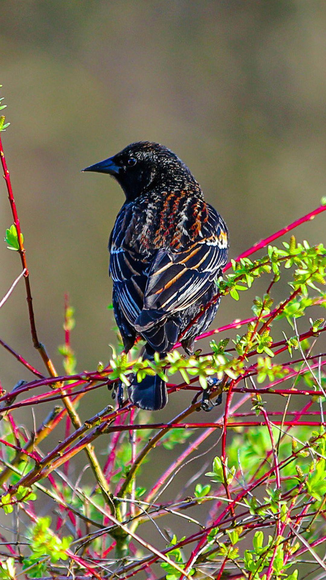 Spring Birds Wallpapers - Top Free Spring Birds Backgrounds ...