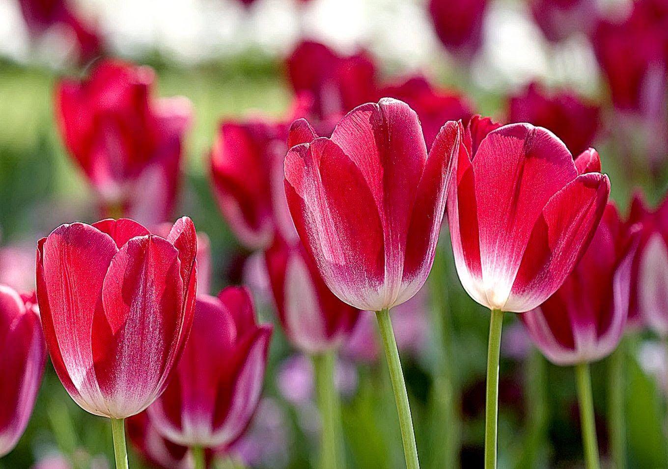 Early Spring Flowers Wallpapers - Top Free Early Spring Flowers ...