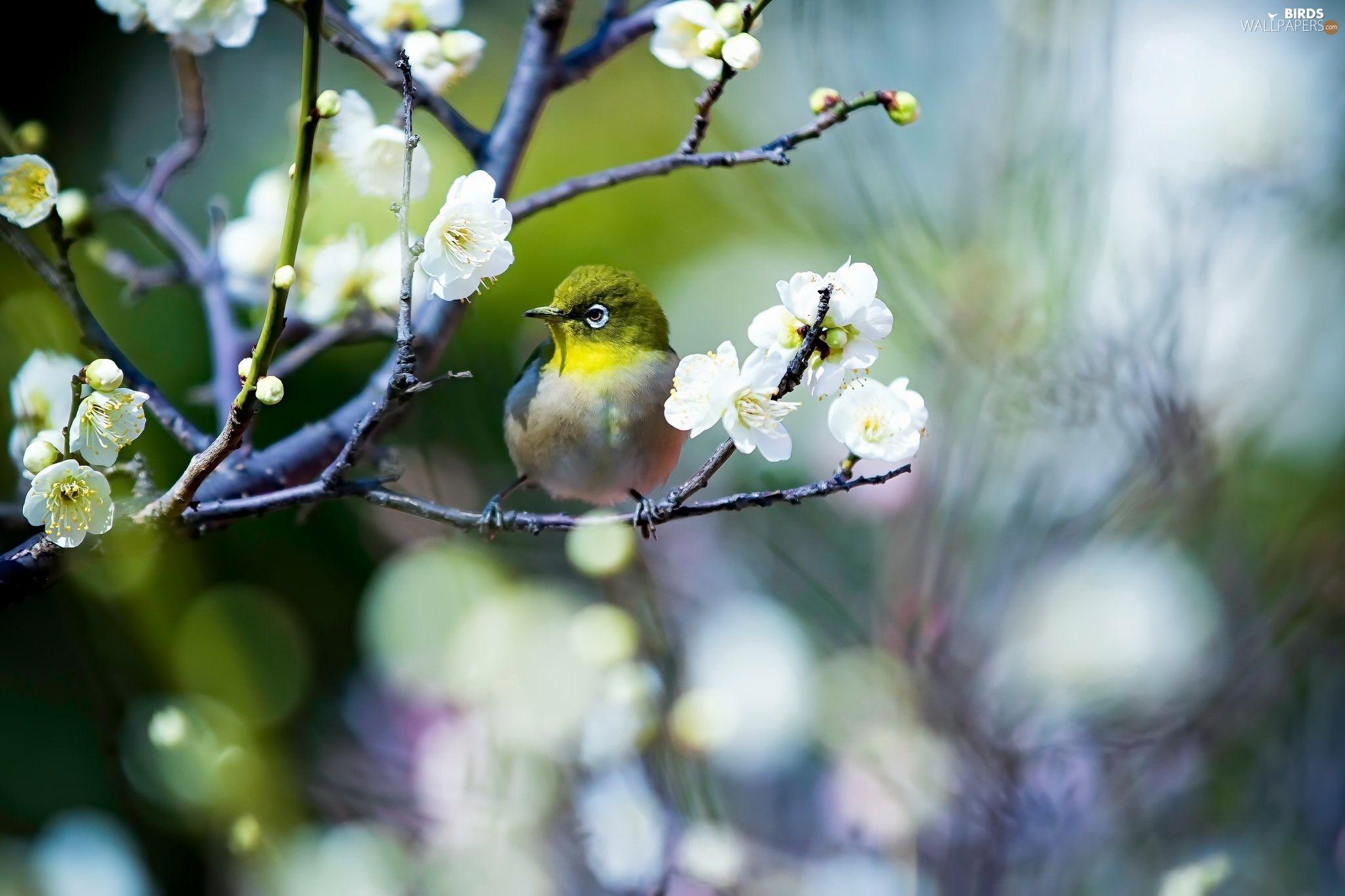 Spring Birds Wallpapers - Top Free Spring Birds Backgrounds ...
