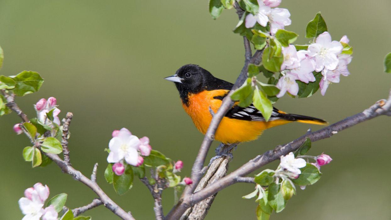 Spring Birds Wallpapers - Top Free Spring Birds Backgrounds ...