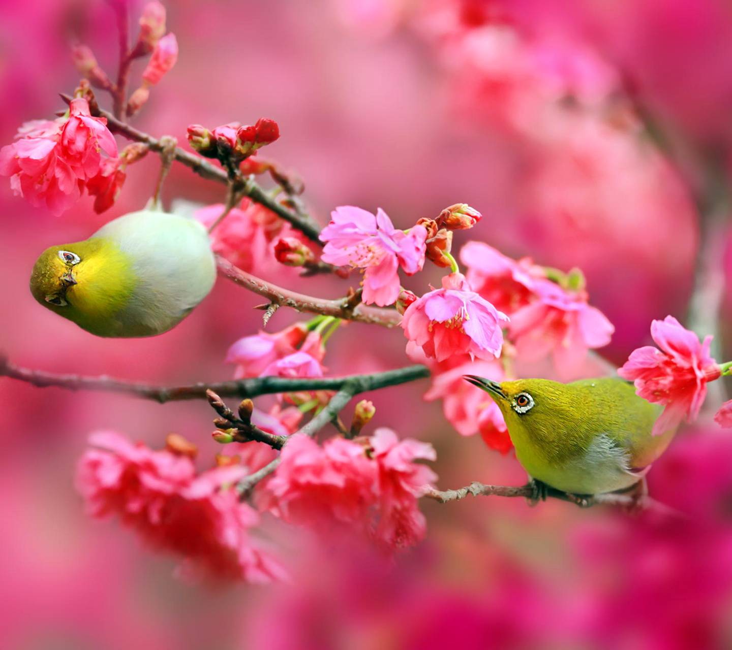 Spring Birds Wallpapers - Top Free Spring Birds Backgrounds ...