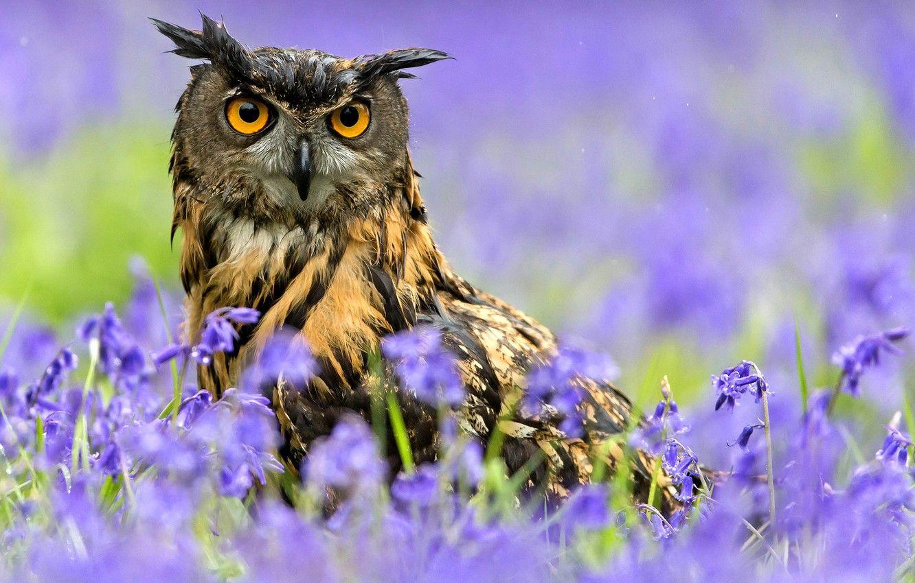 Spring Birds Wallpapers - Top Free Spring Birds Backgrounds ...