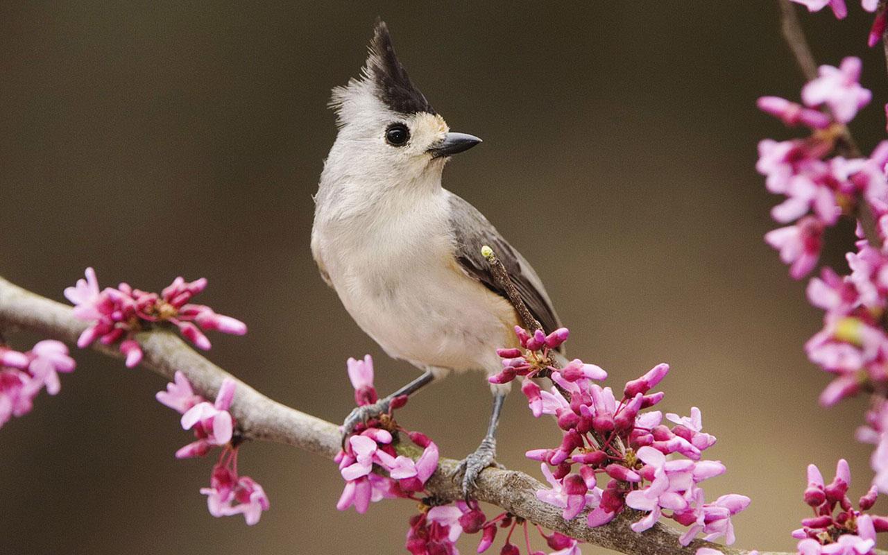 Spring Birds Desktop Wallpapers - Top Free Spring Birds Desktop ...