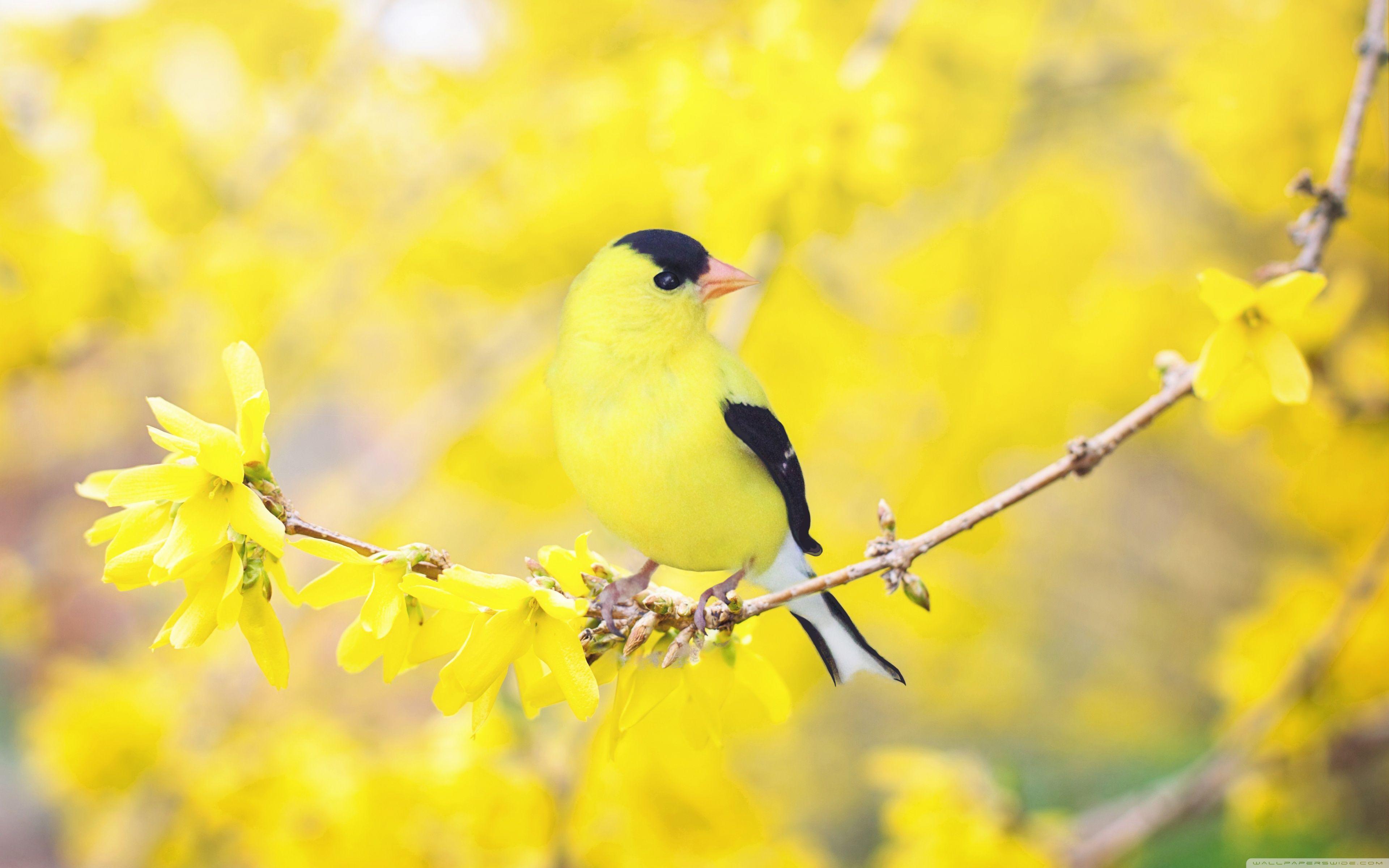Spring Birds Wallpapers - Top Free Spring Birds Backgrounds ...