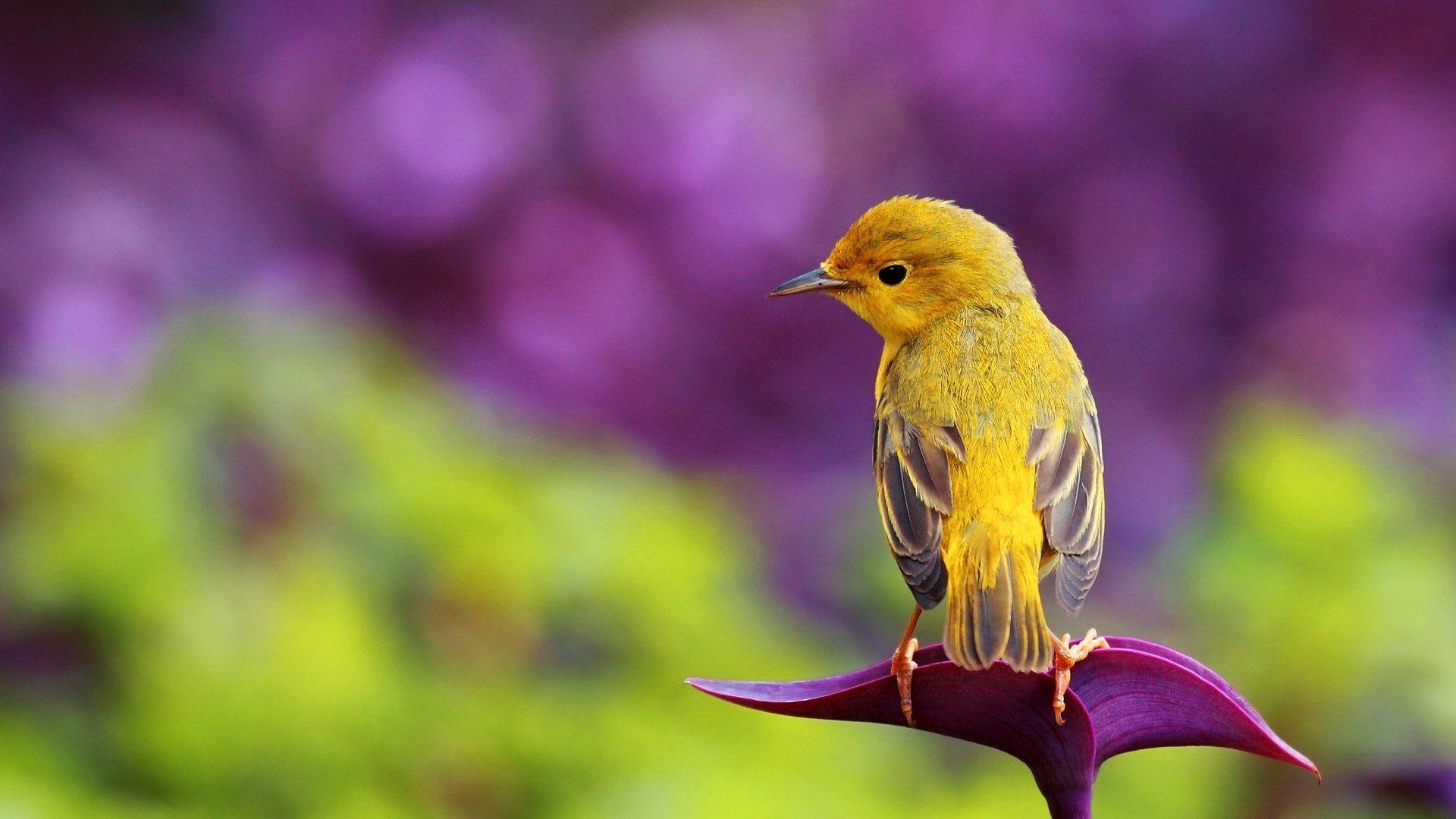 Spring Birds Wallpapers - Top Free Spring Birds Backgrounds ...