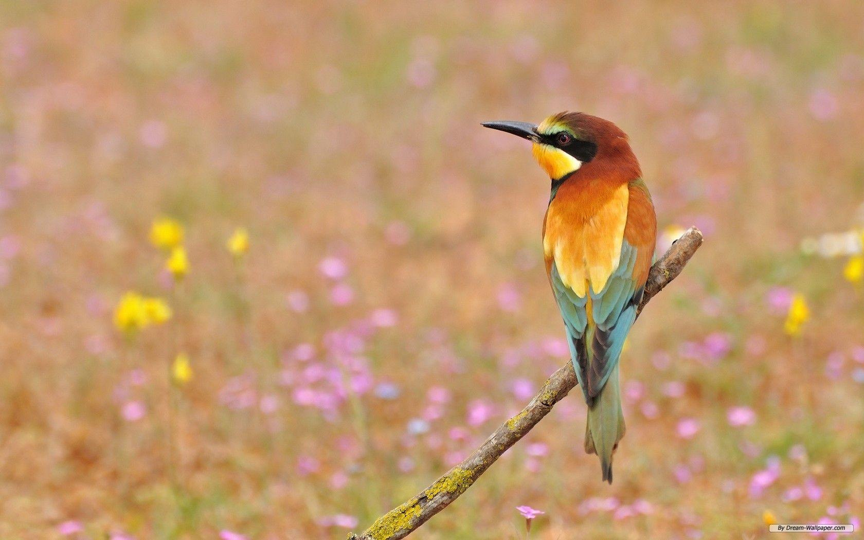 Spring Birds Wallpapers - Top Free Spring Birds Backgrounds ...