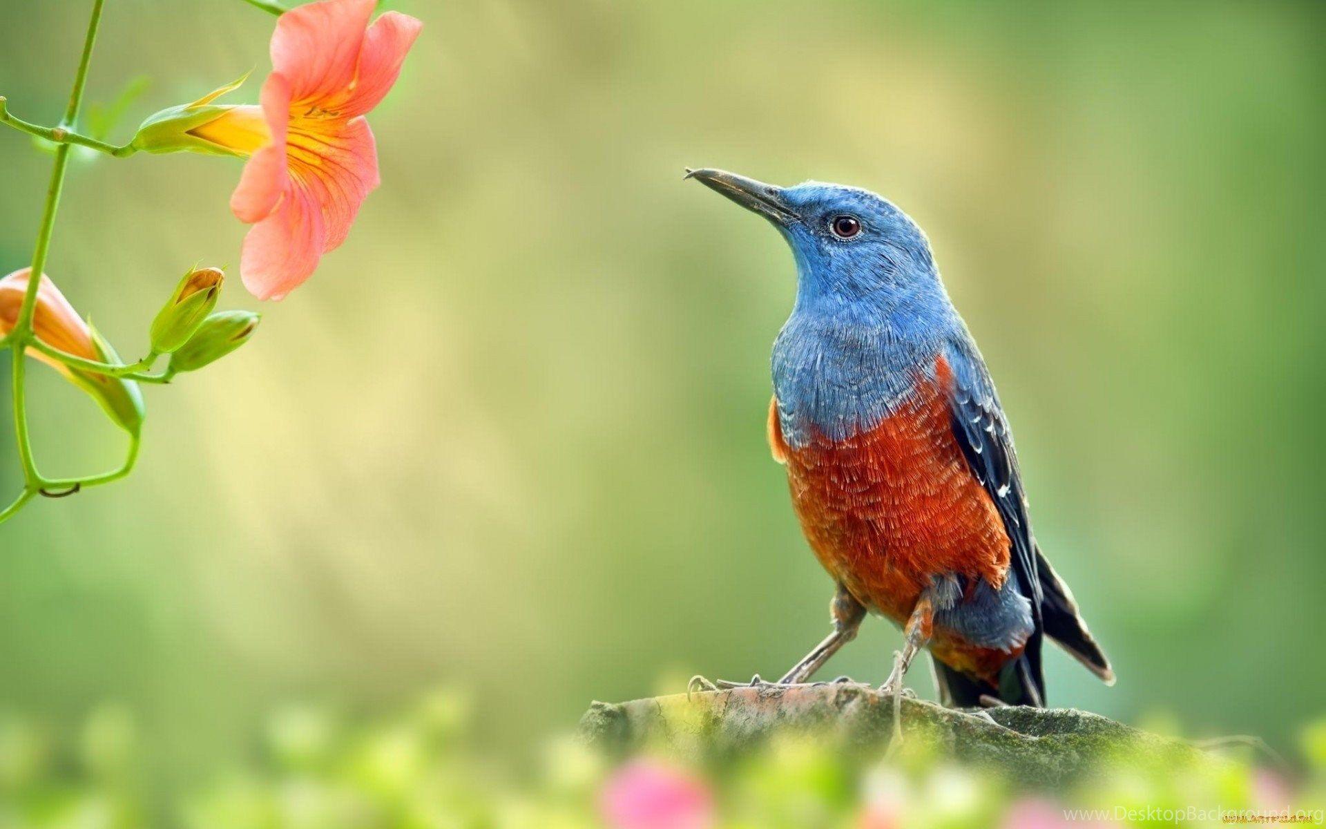 Spring Birds Wallpapers - Top Free Spring Birds Backgrounds ...