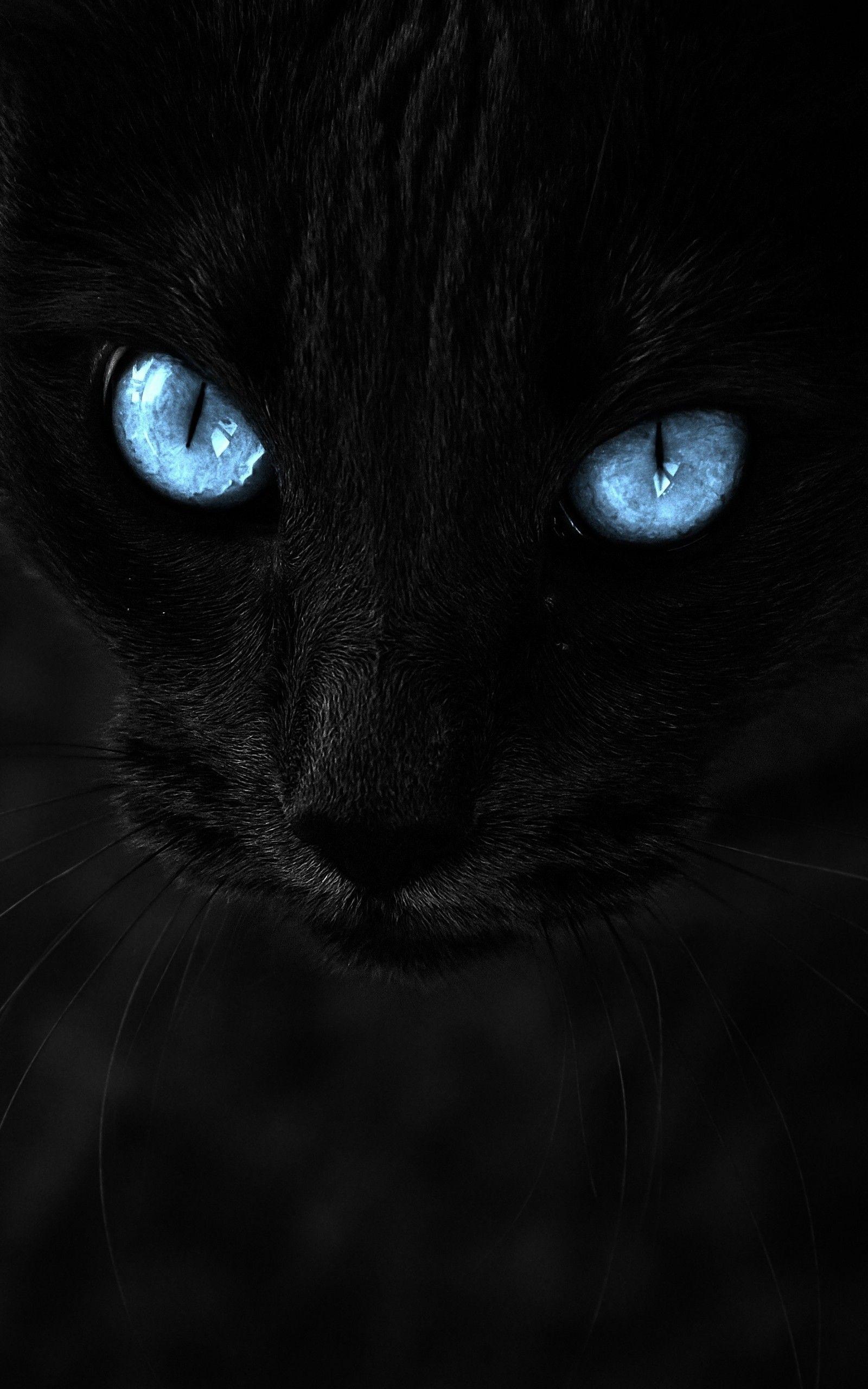 Blue Cat Wallpapers - Top Free Blue Cat Backgrounds - WallpaperAccess