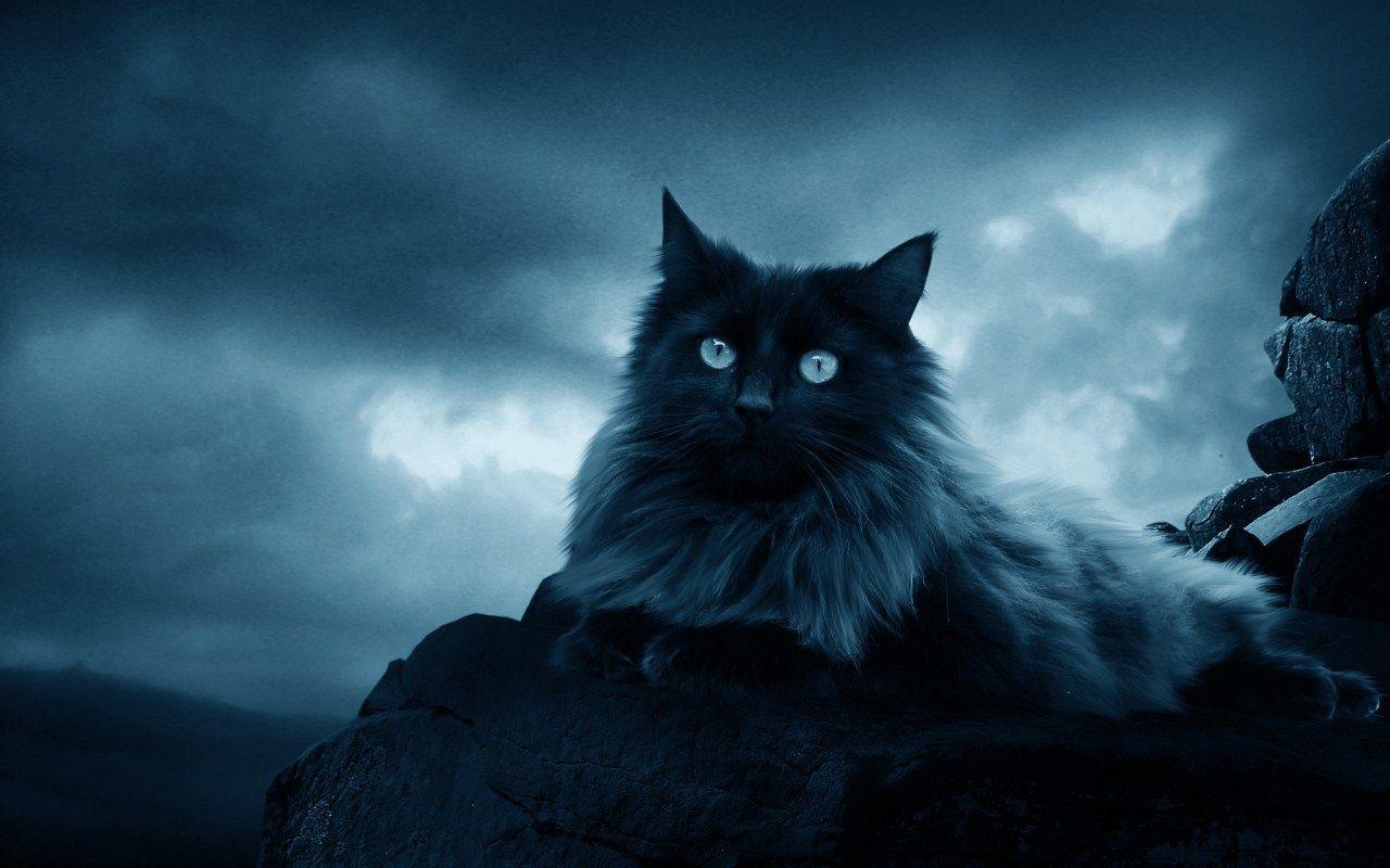 Blue Cat Wallpapers - Top Free Blue Cat Backgrounds - WallpaperAccess