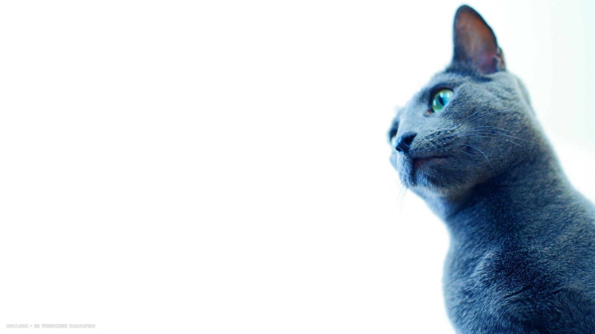 Blue Cat Wallpapers - Top Free Blue Cat Backgrounds - WallpaperAccess