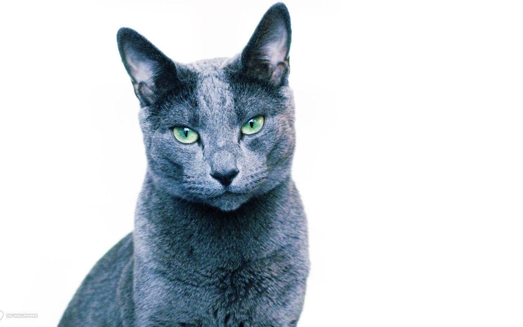 Blue Cat Wallpapers - Top Free Blue Cat Backgrounds - WallpaperAccess