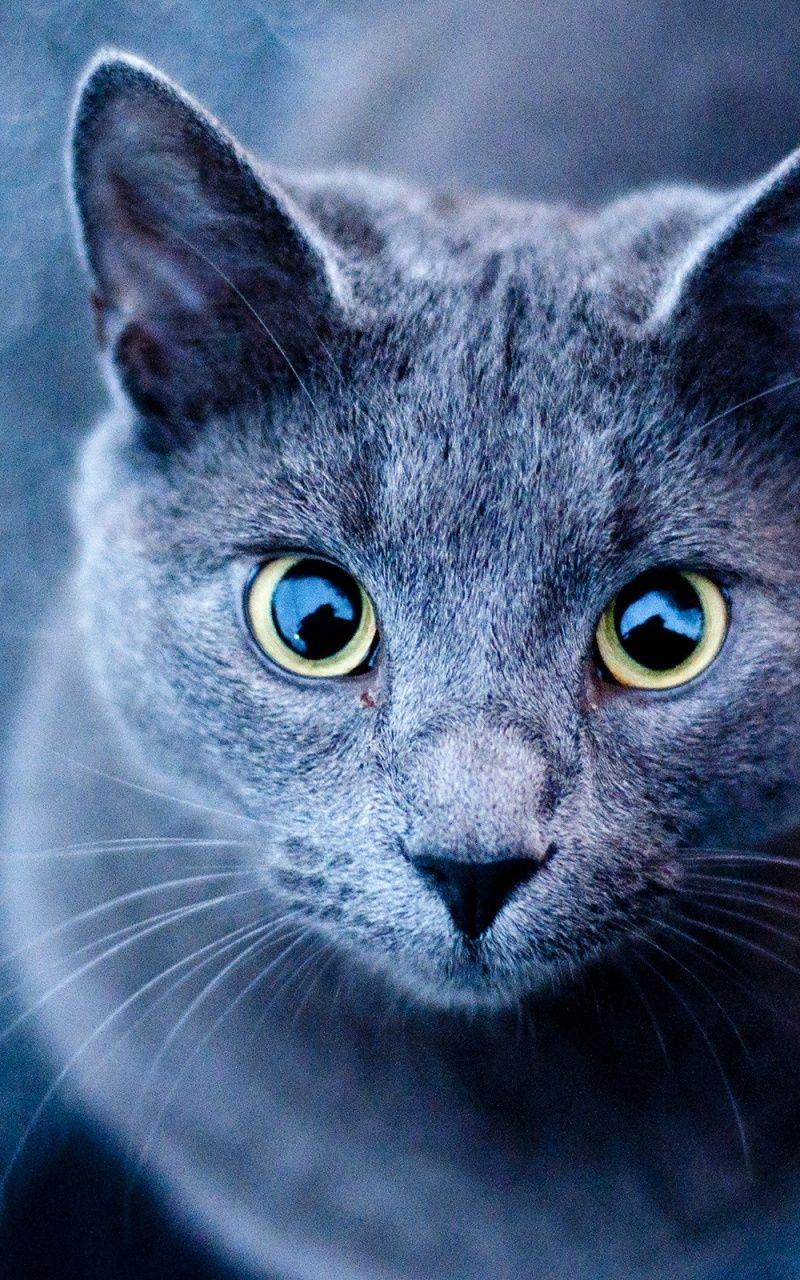 Blue Cat Wallpapers - Top Free Blue Cat Backgrounds - WallpaperAccess