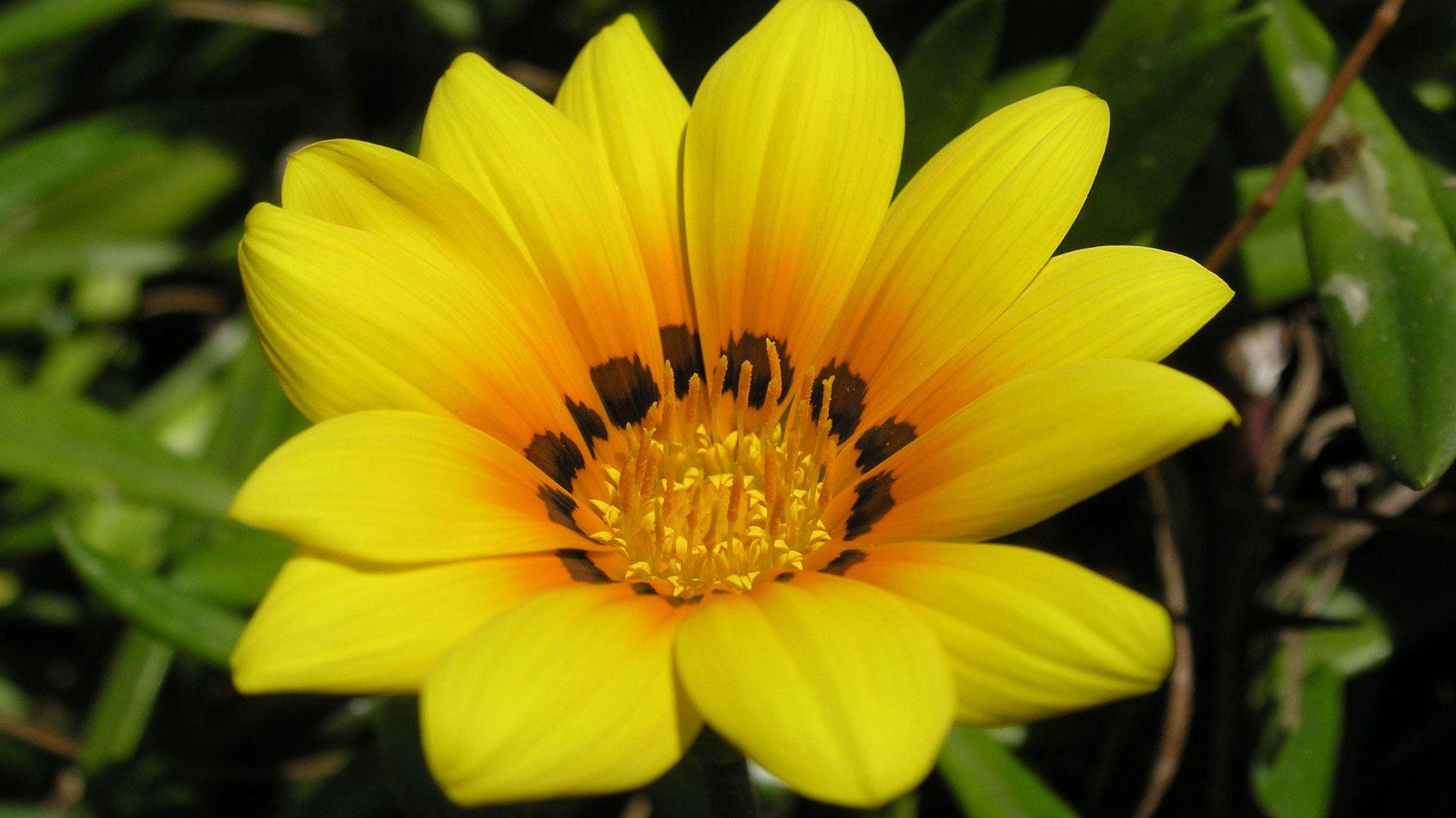 Cute Yellow Flower Wallpapers - Top Free Cute Yellow Flower Backgrounds ...