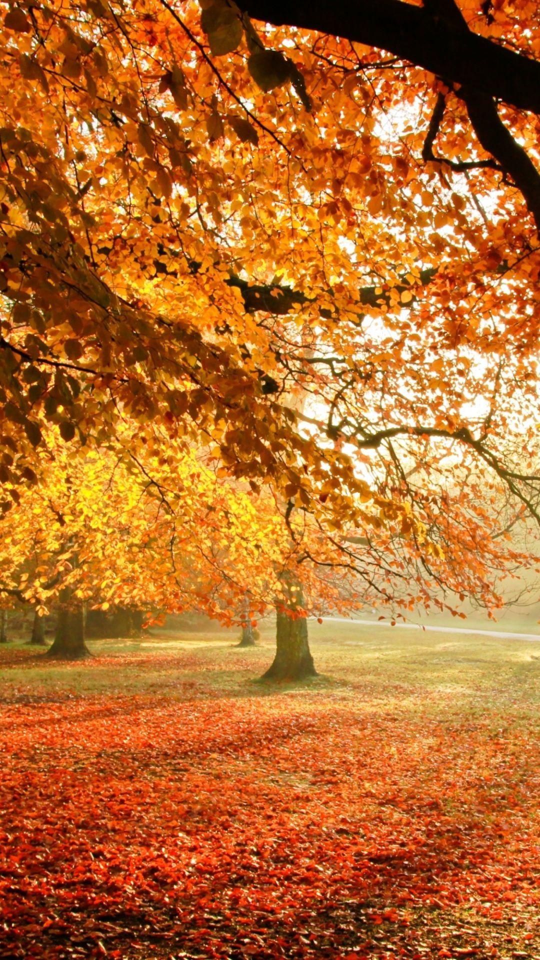 Autumn Mobile Wallpapers - Top Free Autumn Mobile Backgrounds ...