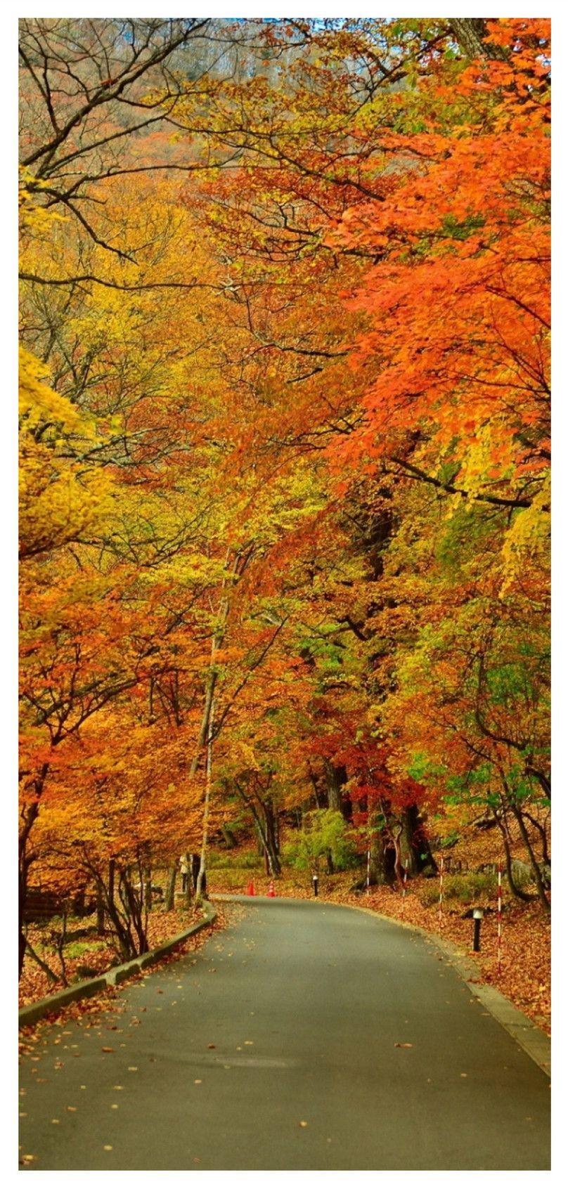 Autumn Mobile Wallpapers - Top Free Autumn Mobile Backgrounds ...