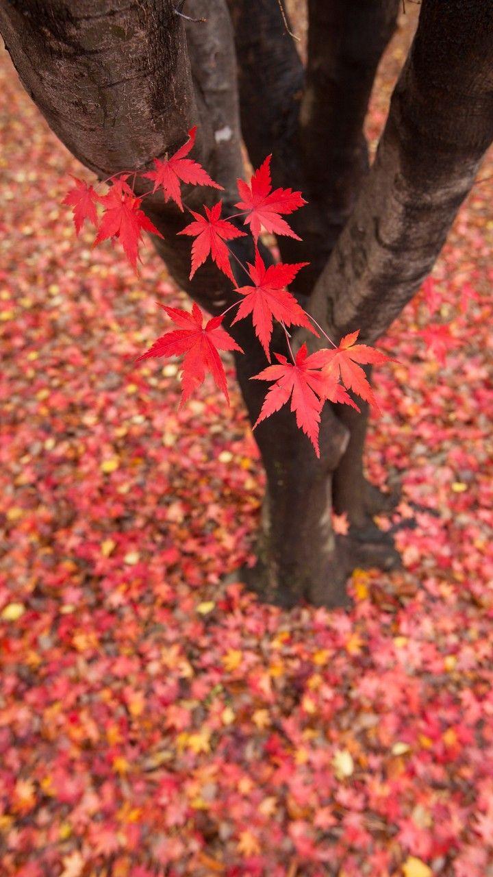 Autumn Mobile Wallpapers - Top Free Autumn Mobile Backgrounds ...