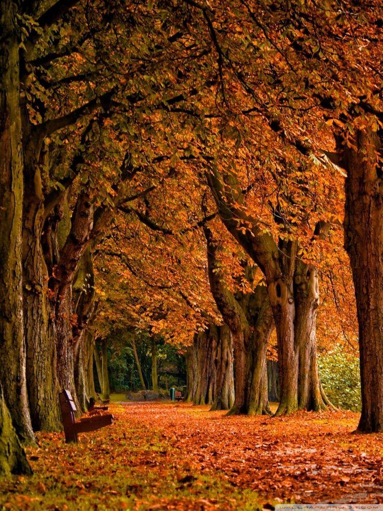Autumn Mobile Wallpapers - Top Free Autumn Mobile Backgrounds ...