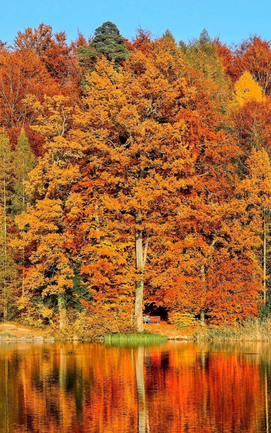Autumn Mobile Wallpapers - Top Free Autumn Mobile Backgrounds ...