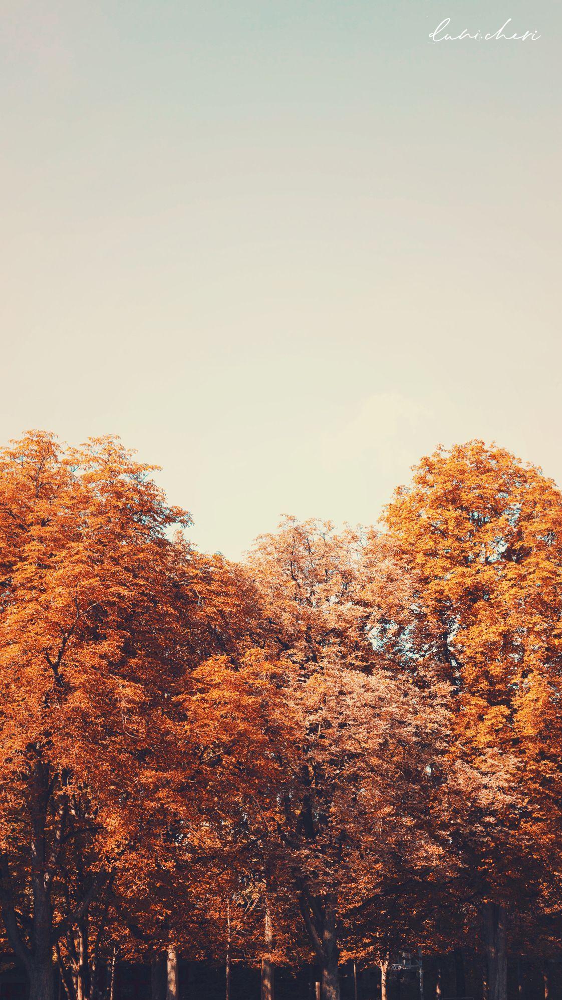 Autumn Mobile Wallpapers - Top Free Autumn Mobile Backgrounds ...
