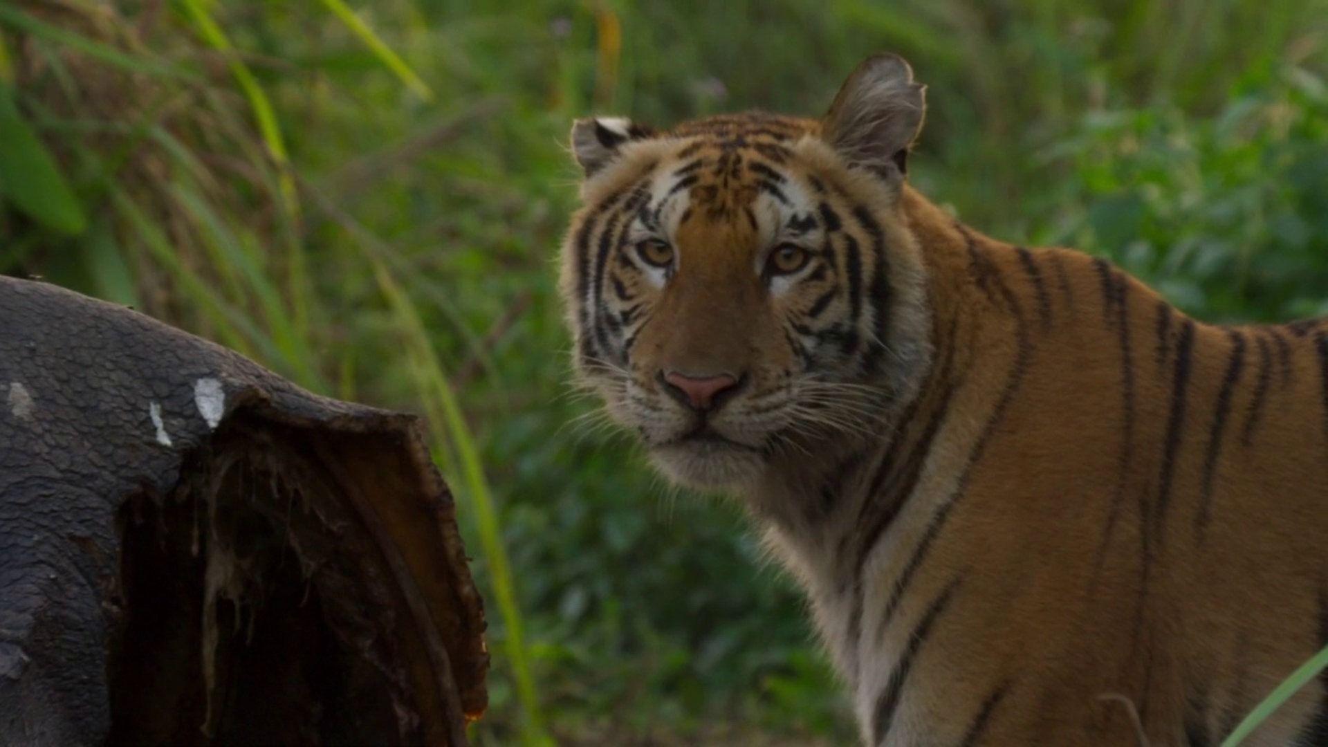 Planet Earth Bbc Wallpaper