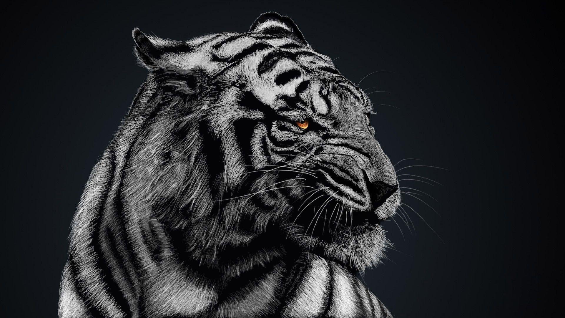 Black and White Tiger Wallpapers - Top Free Black and White Tiger ...