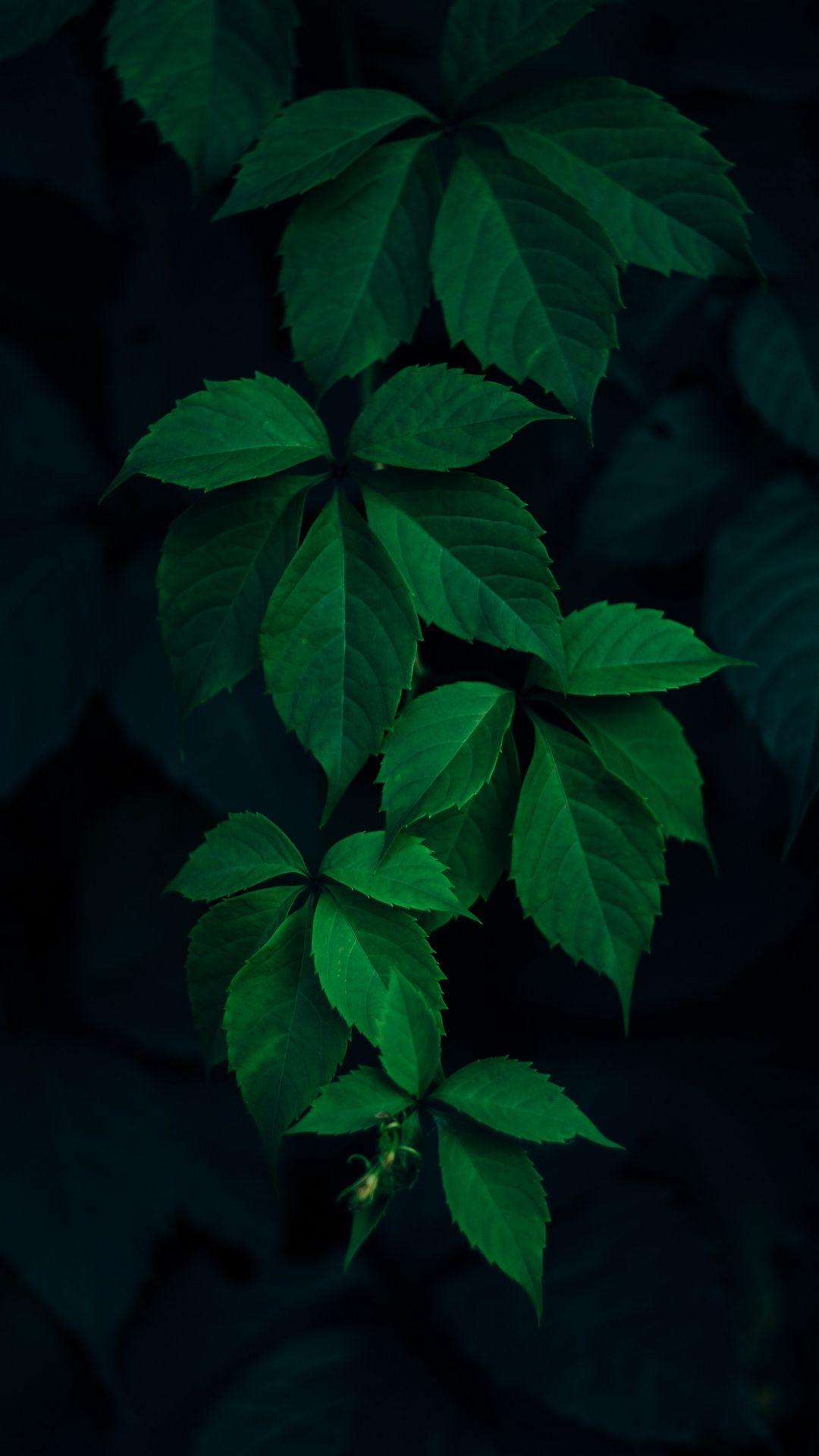 Dark Branches Wallpapers - Top Free Dark Branches Backgrounds ...