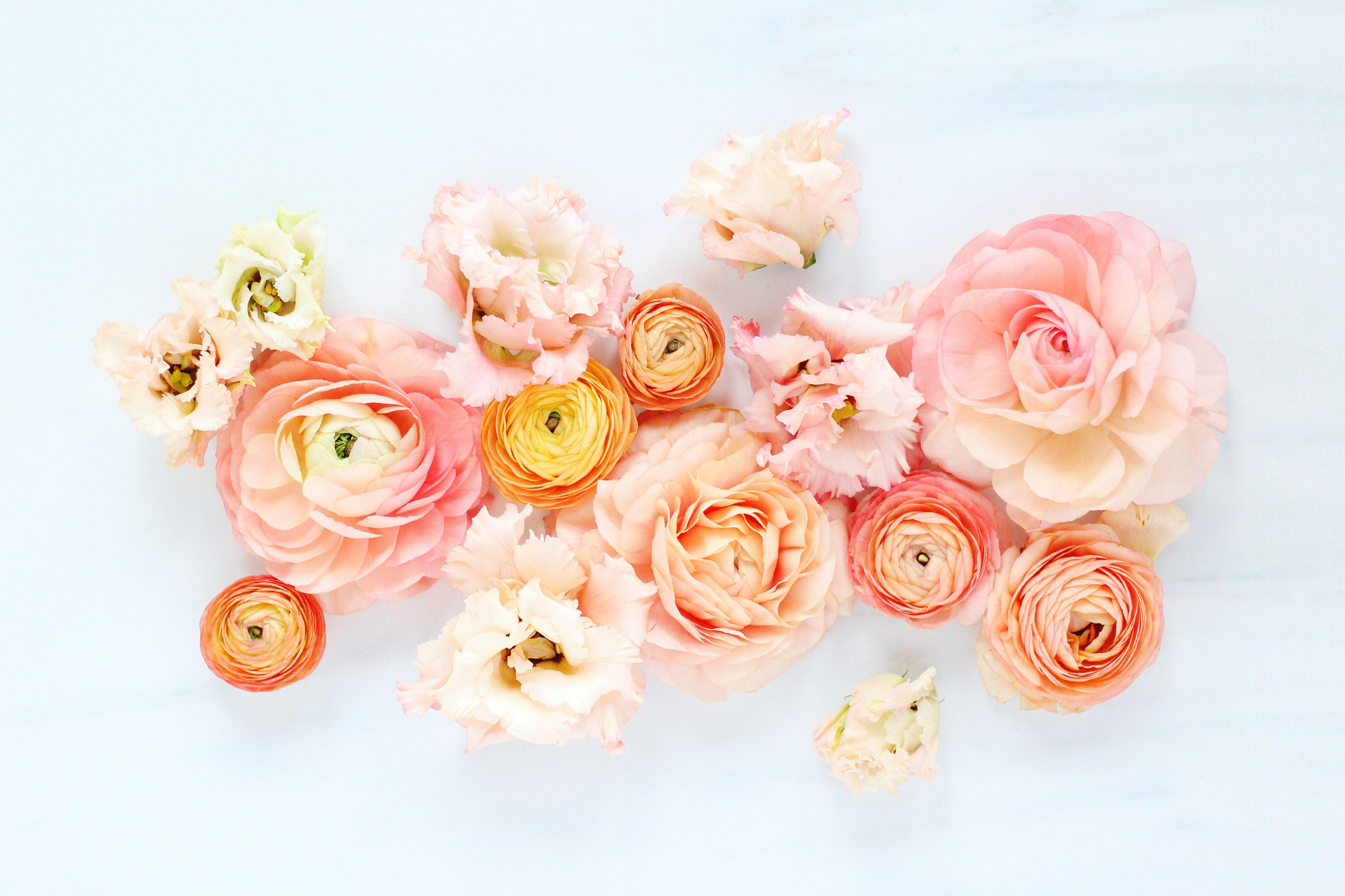 Ranunculus Wallpapers - Top Free Ranunculus Backgrounds - WallpaperAccess