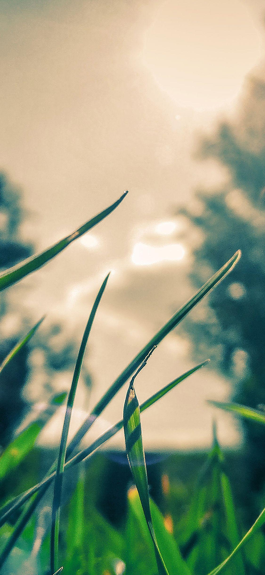 Grass iPhone Wallpapers - Top Free Grass iPhone Backgrounds ...